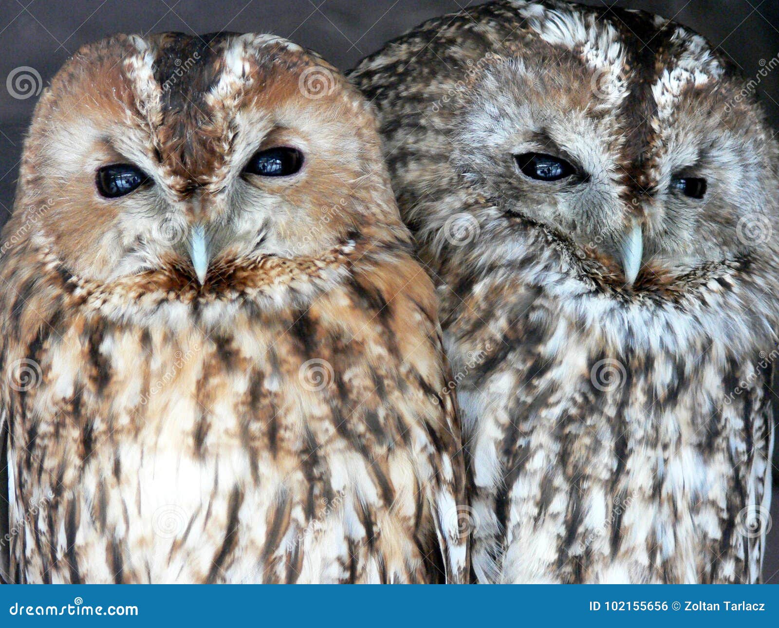 Portrait of two owls stock photo. Image of twin, pattern - 102155656