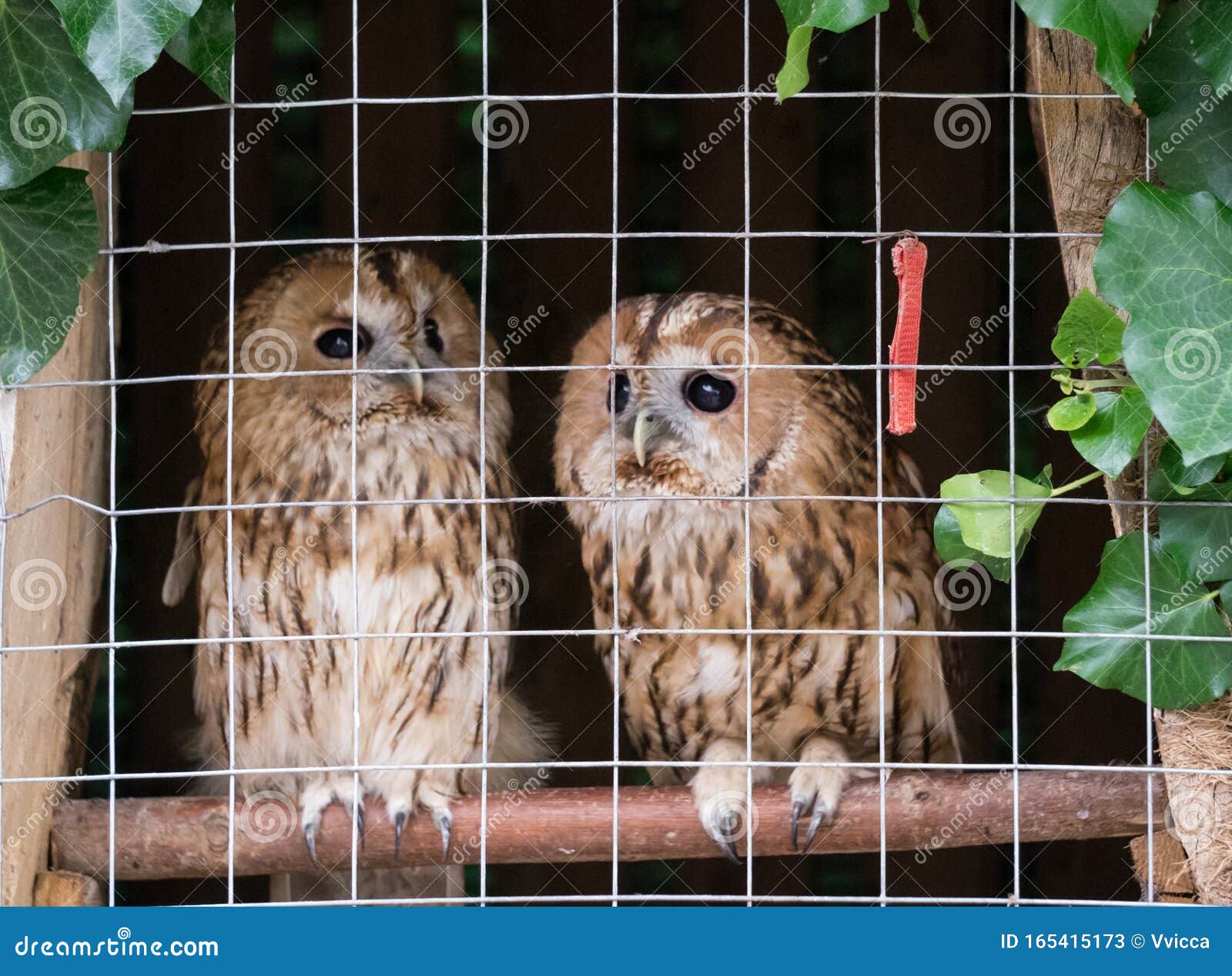 Portrait of Two Owls in a Metal Cage Stock Image - Image of cruelty ...