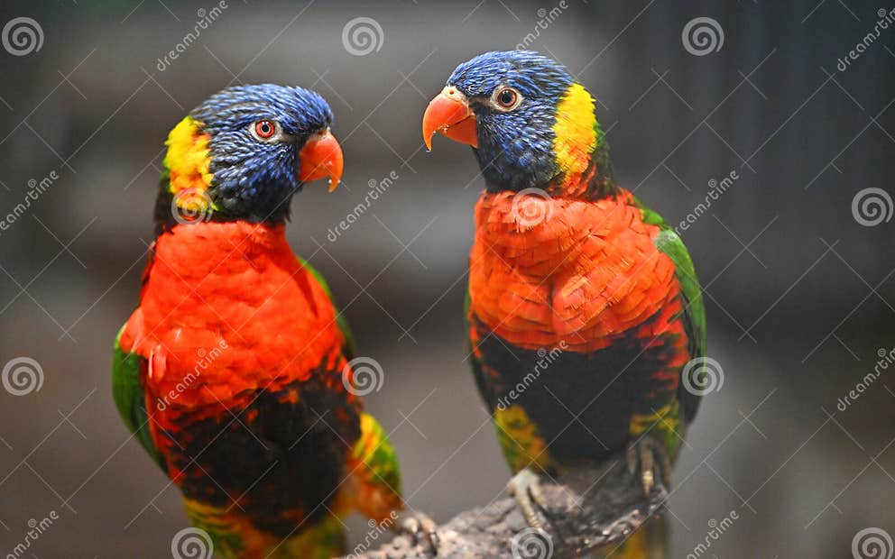 Portrait of two parrots stock image. Image of portrait - 311772787