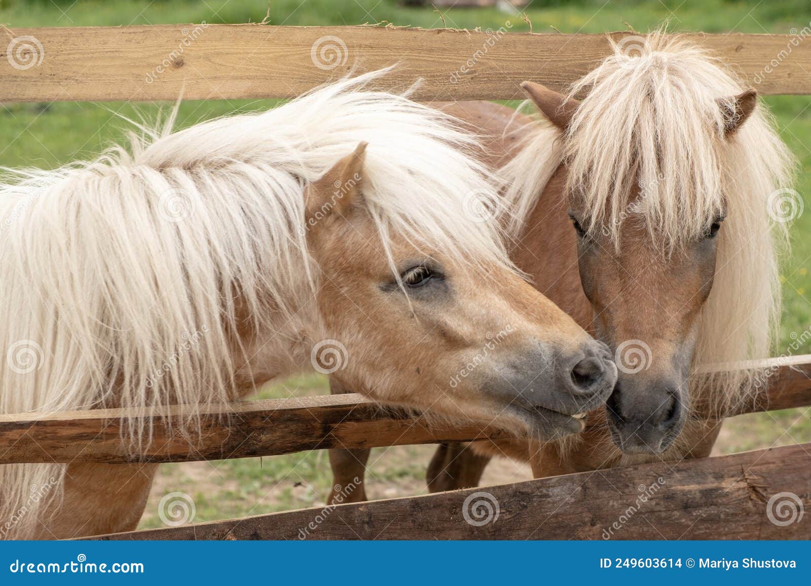 Portrait of Two Ponies Behind a Fence. Ponies Sort Things Out. Bite ...