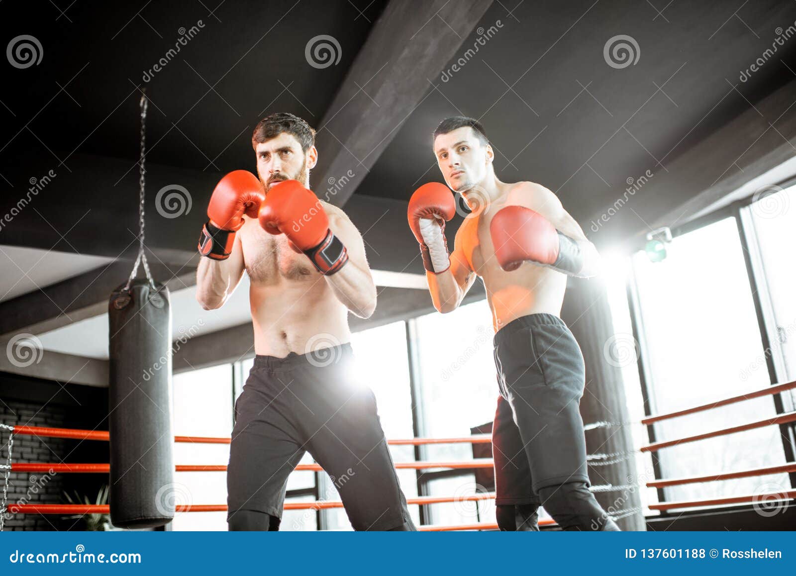Two Professional Boxers Training at the Gym Stock Photo - Image of ...