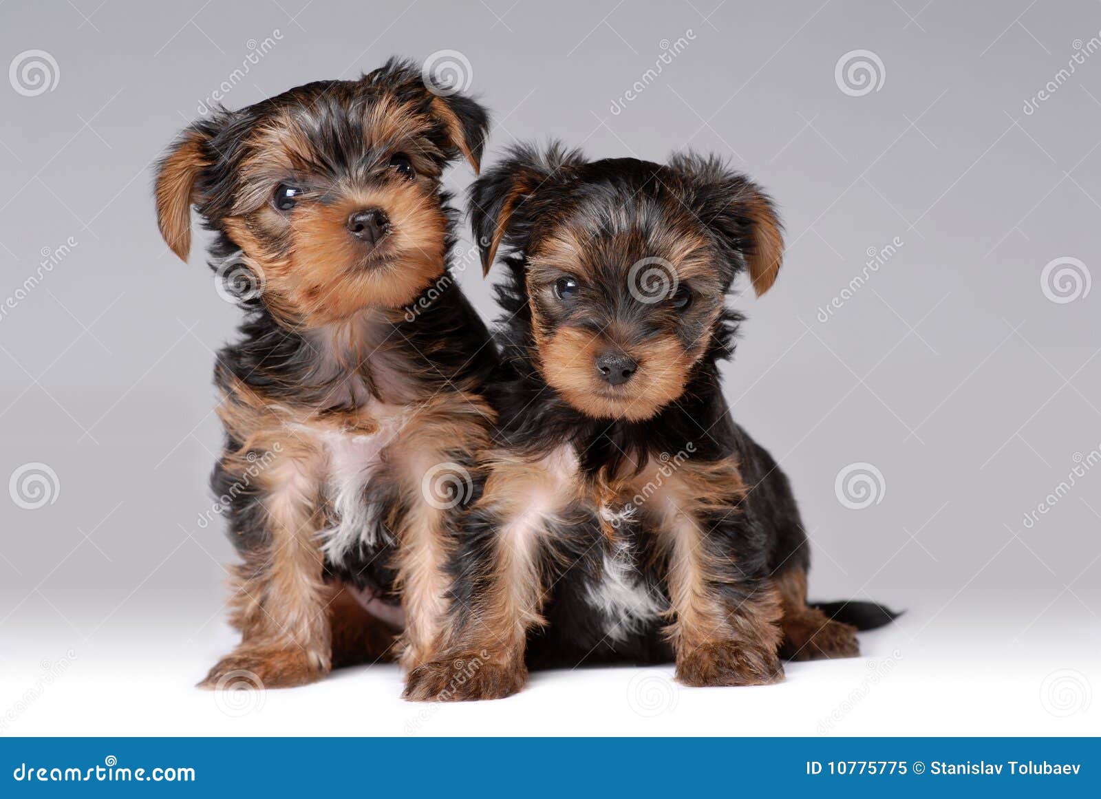 Portrait of Two Puppies of Yorkshire Terrier Stock Image - Image of ...