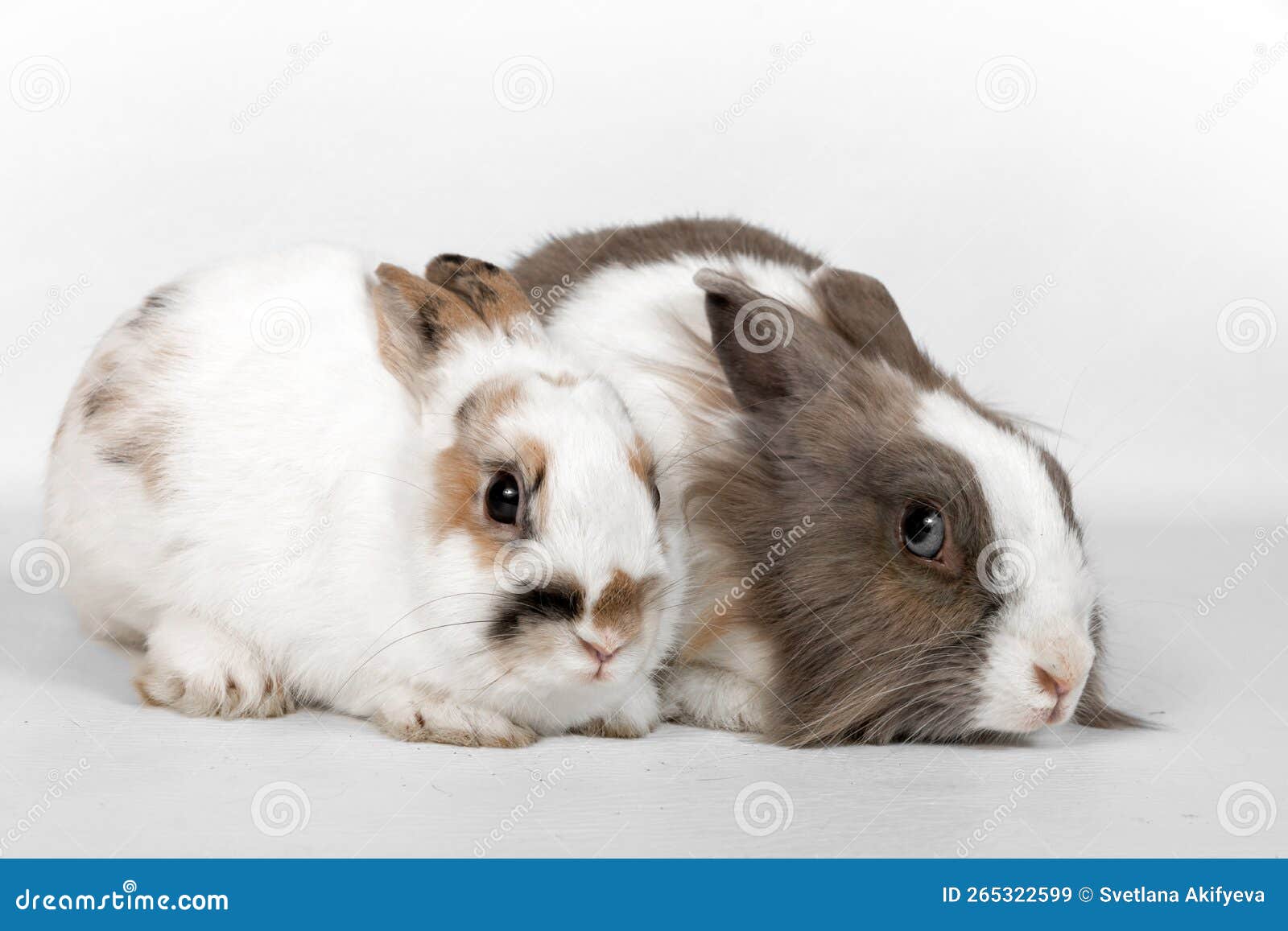Portrait of Two Rabbits on a White Background. Stock Image - Image of ...