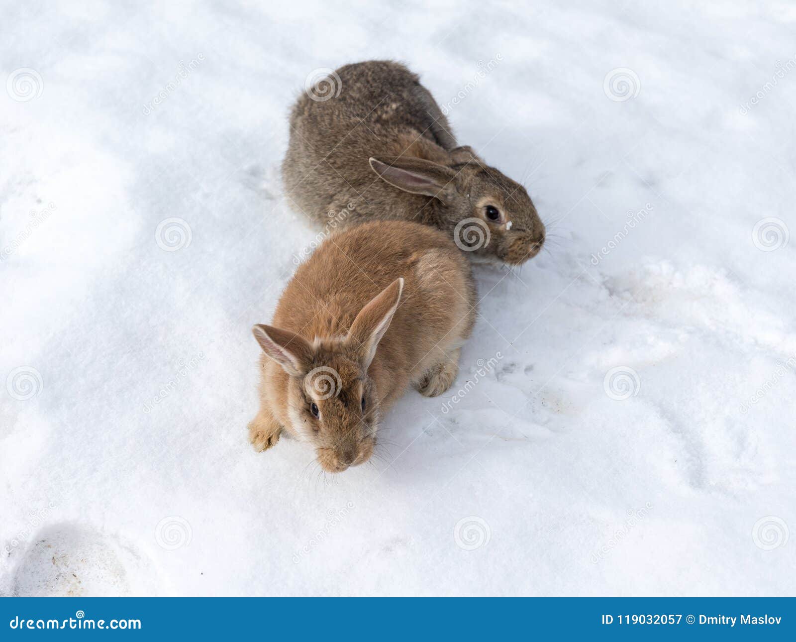 Two rabbits on white snow stock image. Image of rabbit - 119032057