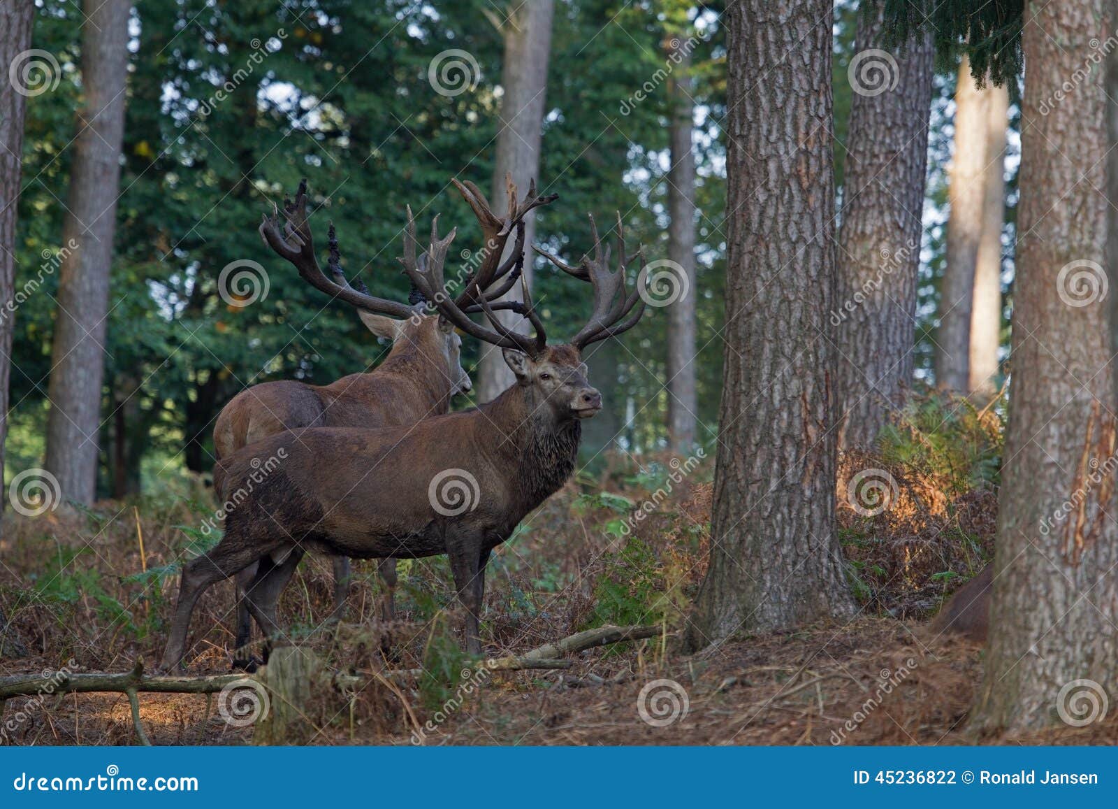 Portrait of Two Red Deer during Rut Stock Photo - Image of fauna ...