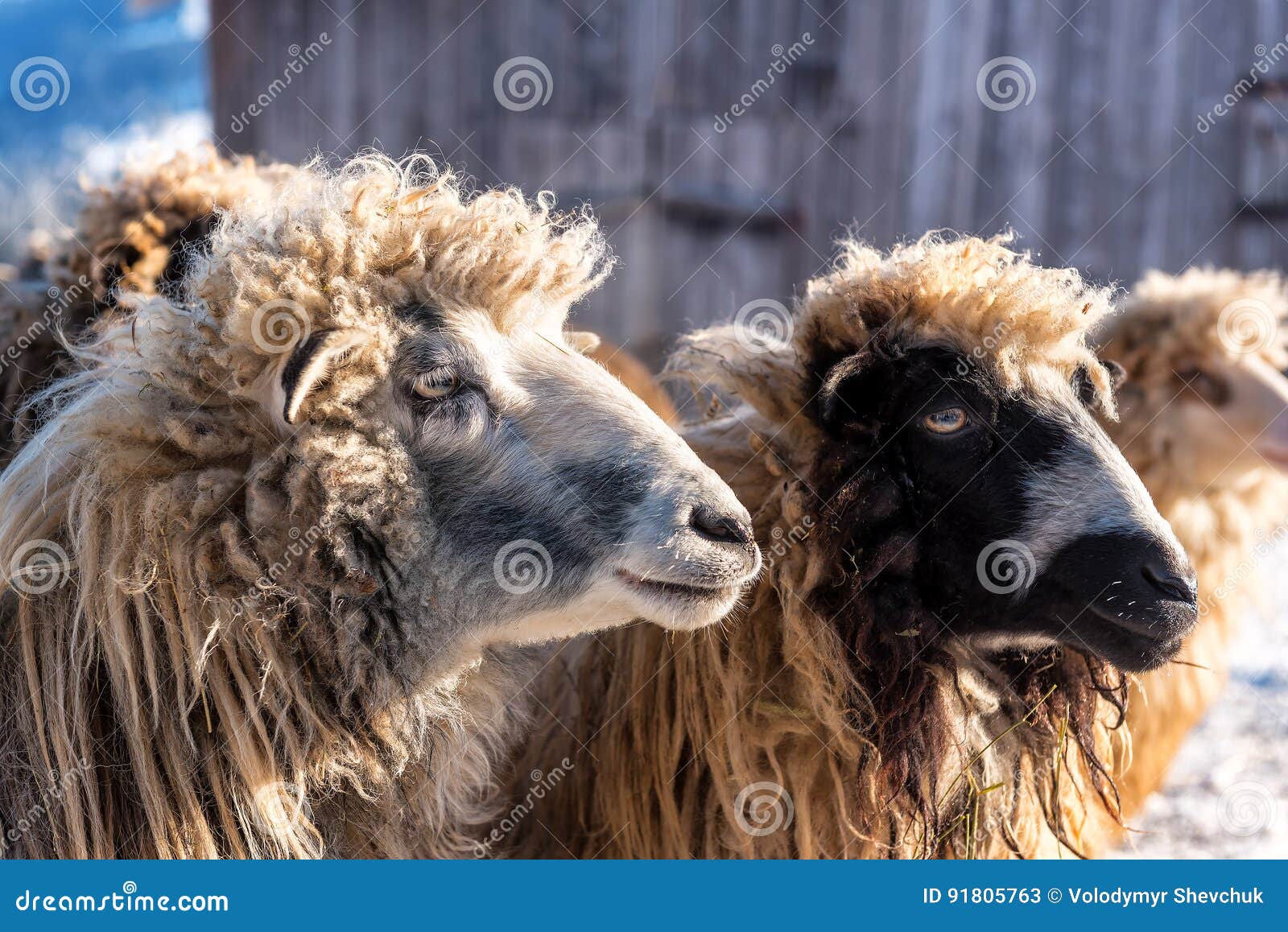 Portrait of two sheep stock image. Image of group, curiosity - 91805763