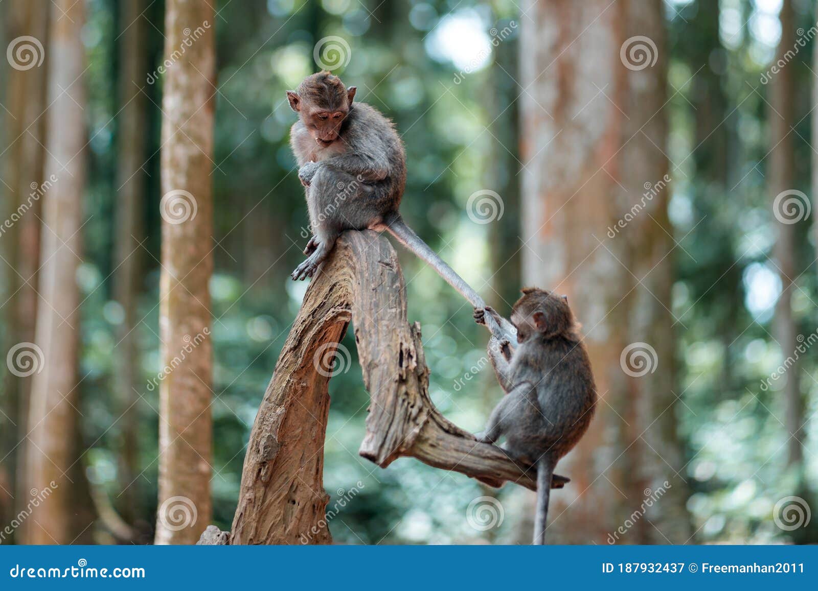 Portrait of Two Small Macaque Monkeys are Playing on a Tree Trunk. One ...
