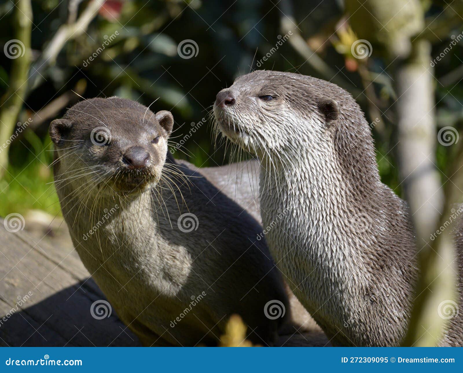 Smooth Coated Otter Or Lutrogale Perspicillata Pair Curious And Active ...