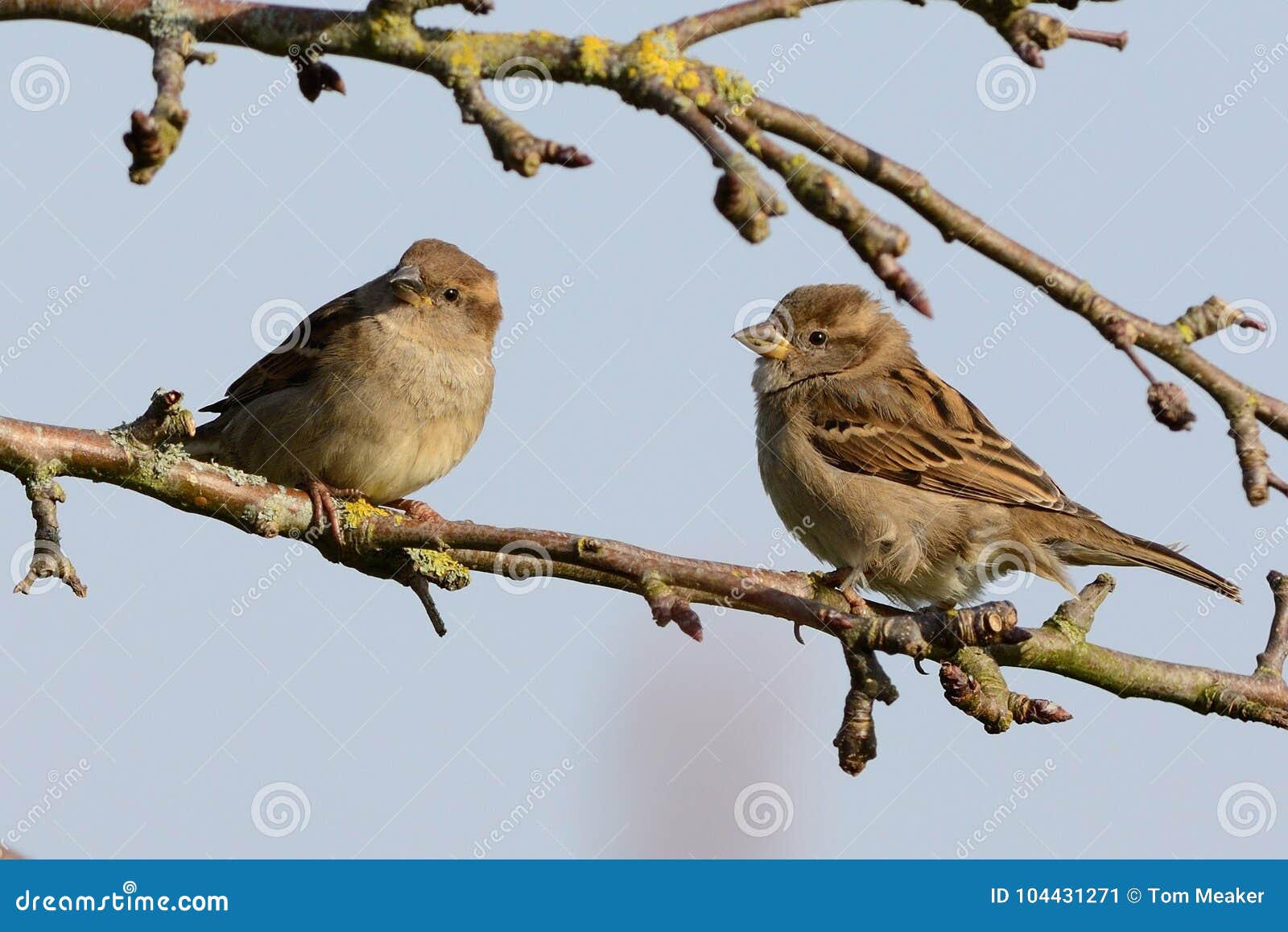 Two Sparrows Perching on a Branch Stock Image - Image of natural, birds ...