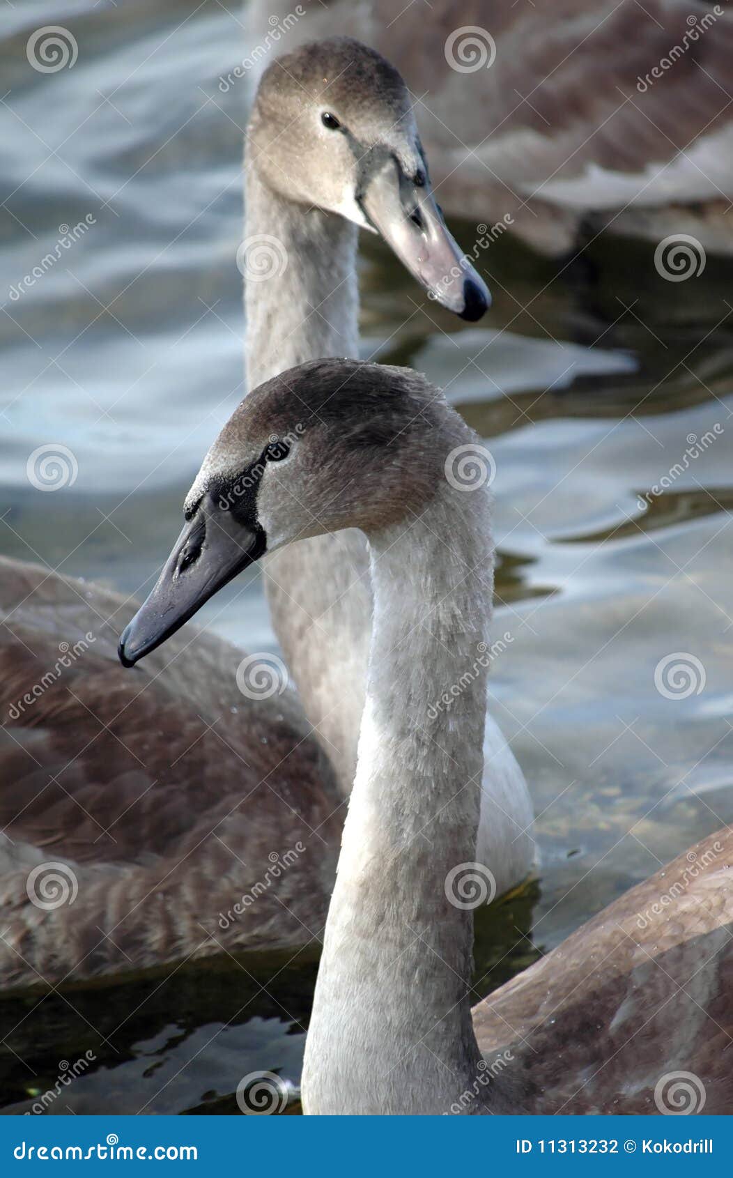 Portrait of two swan stock photo. Image of heart, mirror - 11313232