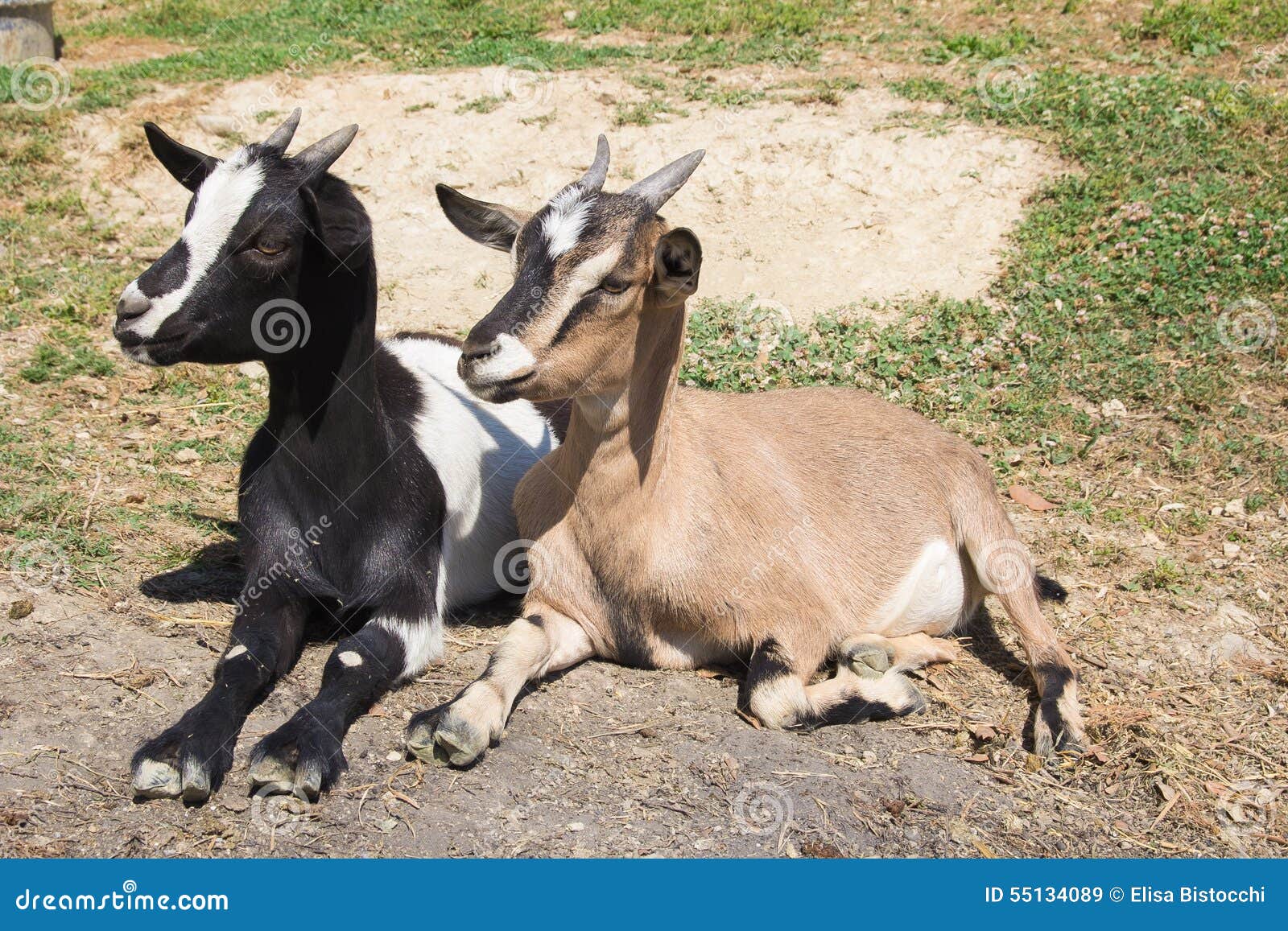 Tibetan Goats Royalty-Free Stock Photography | CartoonDealer.com #28186385