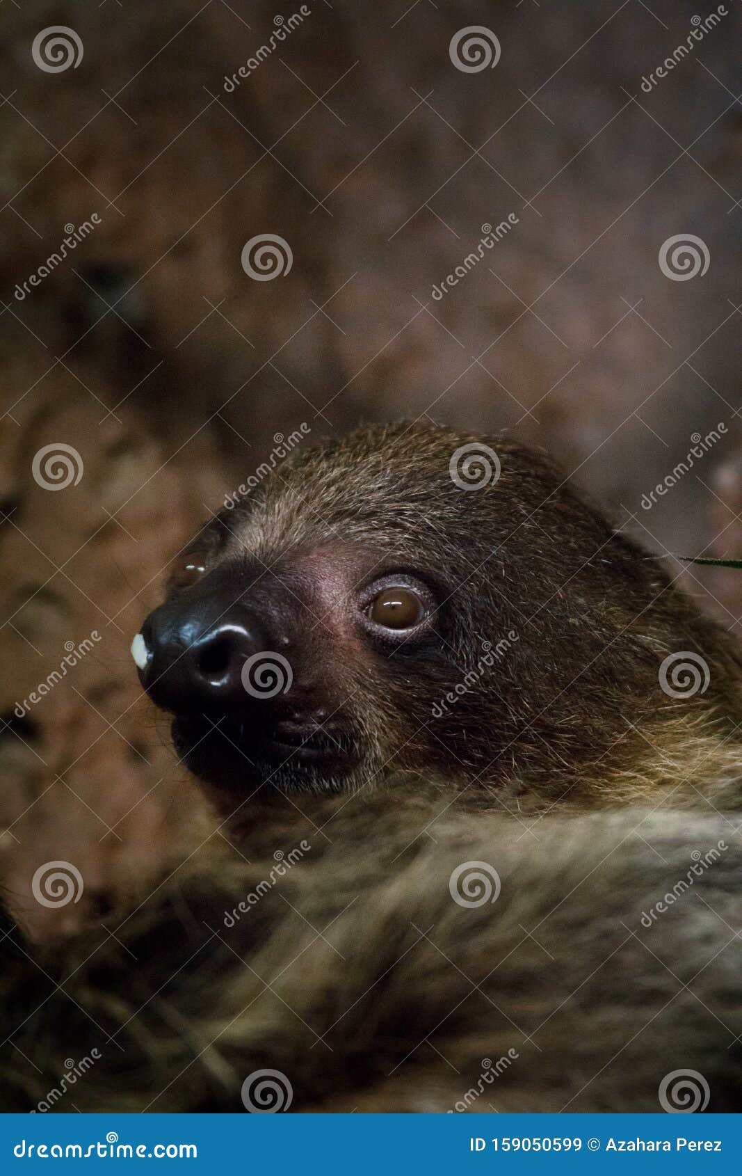 Portrait of two toed sloth stock image. Image of dark - 159050599
