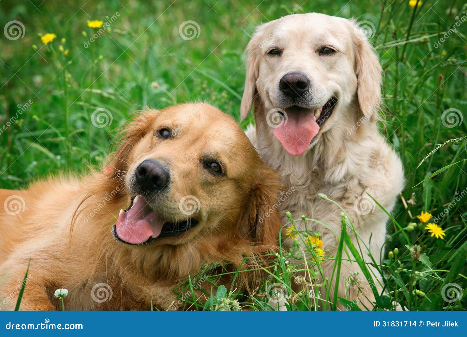 Portrait of Two Young Beauty Dogs Stock Photo - Image of outdoors ...