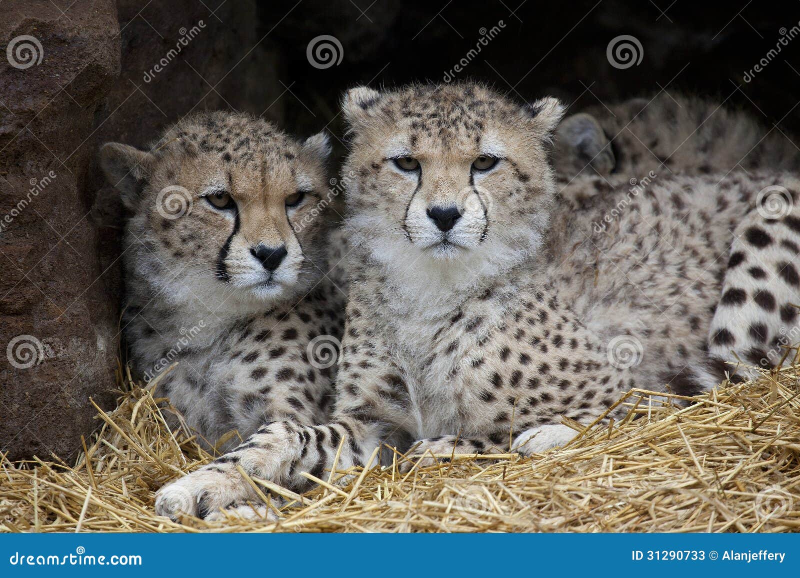 Portrait of Two Young Cheetah Stock Image - Image of felidae, wildlife ...