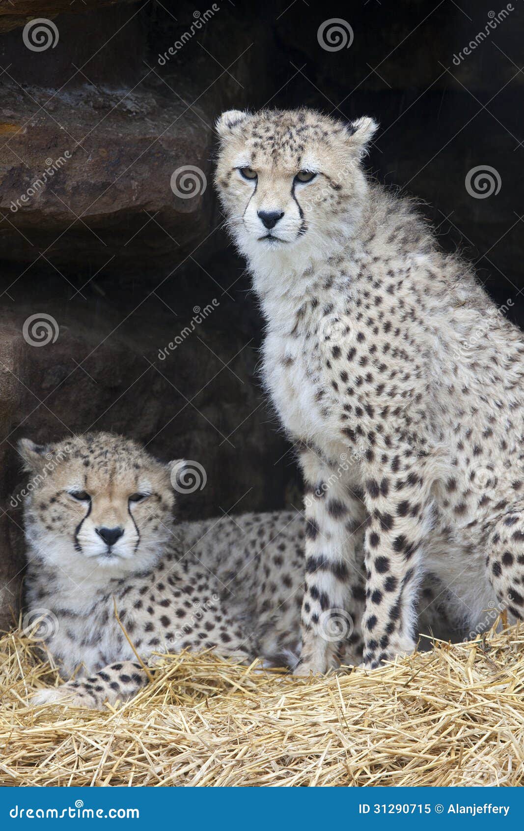 Portrait of Two Young Cheetahs Stock Image - Image of jubatus, felidae ...