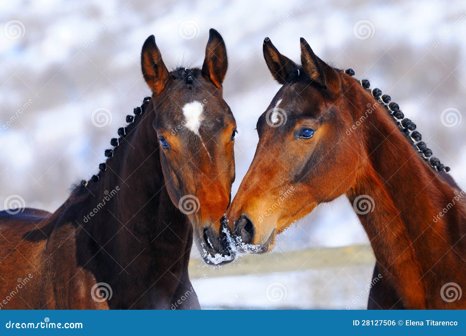 Portrait of Two Young Horses Stock Photo - Image of animals, colt: 28127506