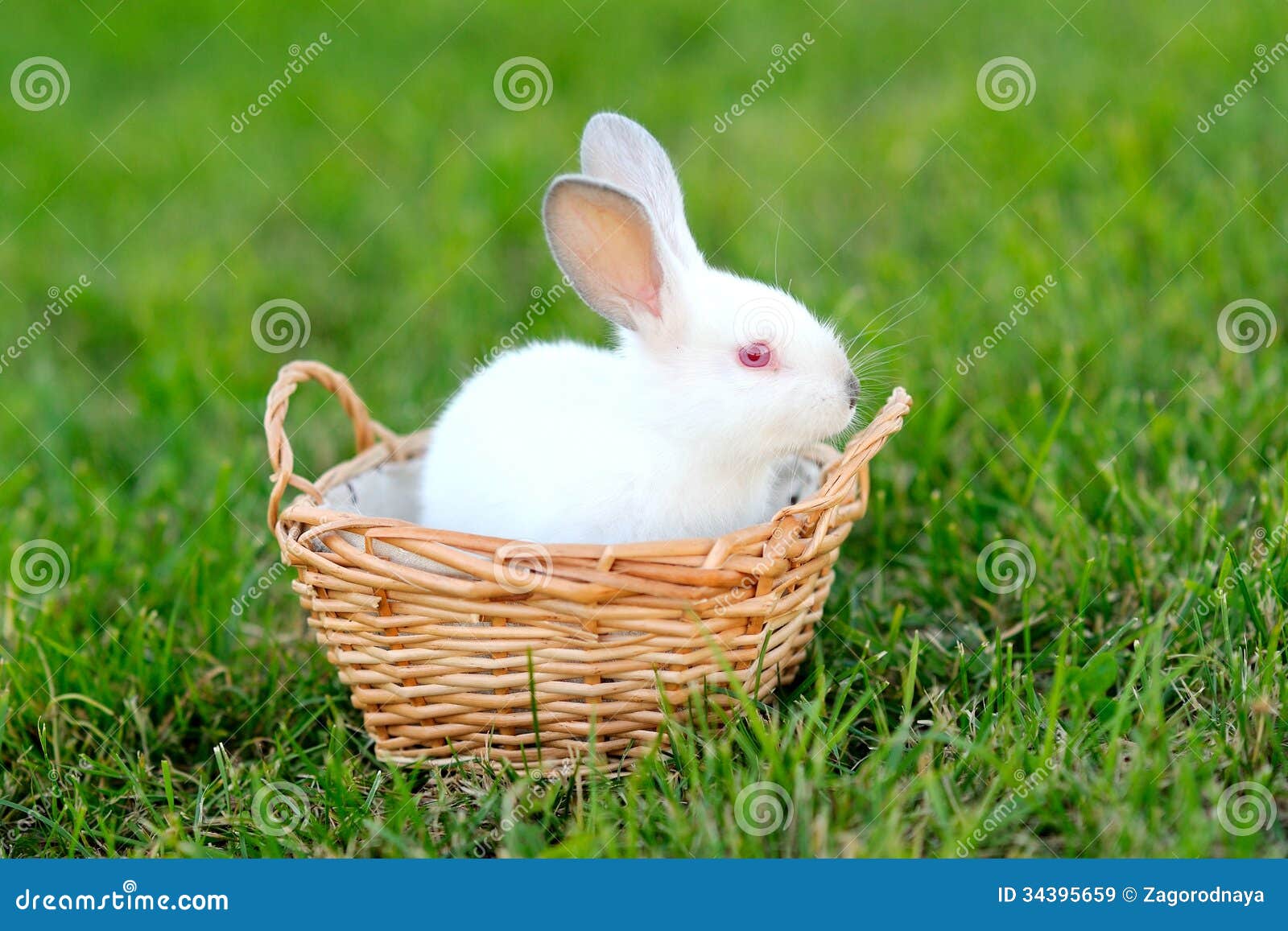Portrait of Two Young Rabbits Stock Image - Image of agriculture ...