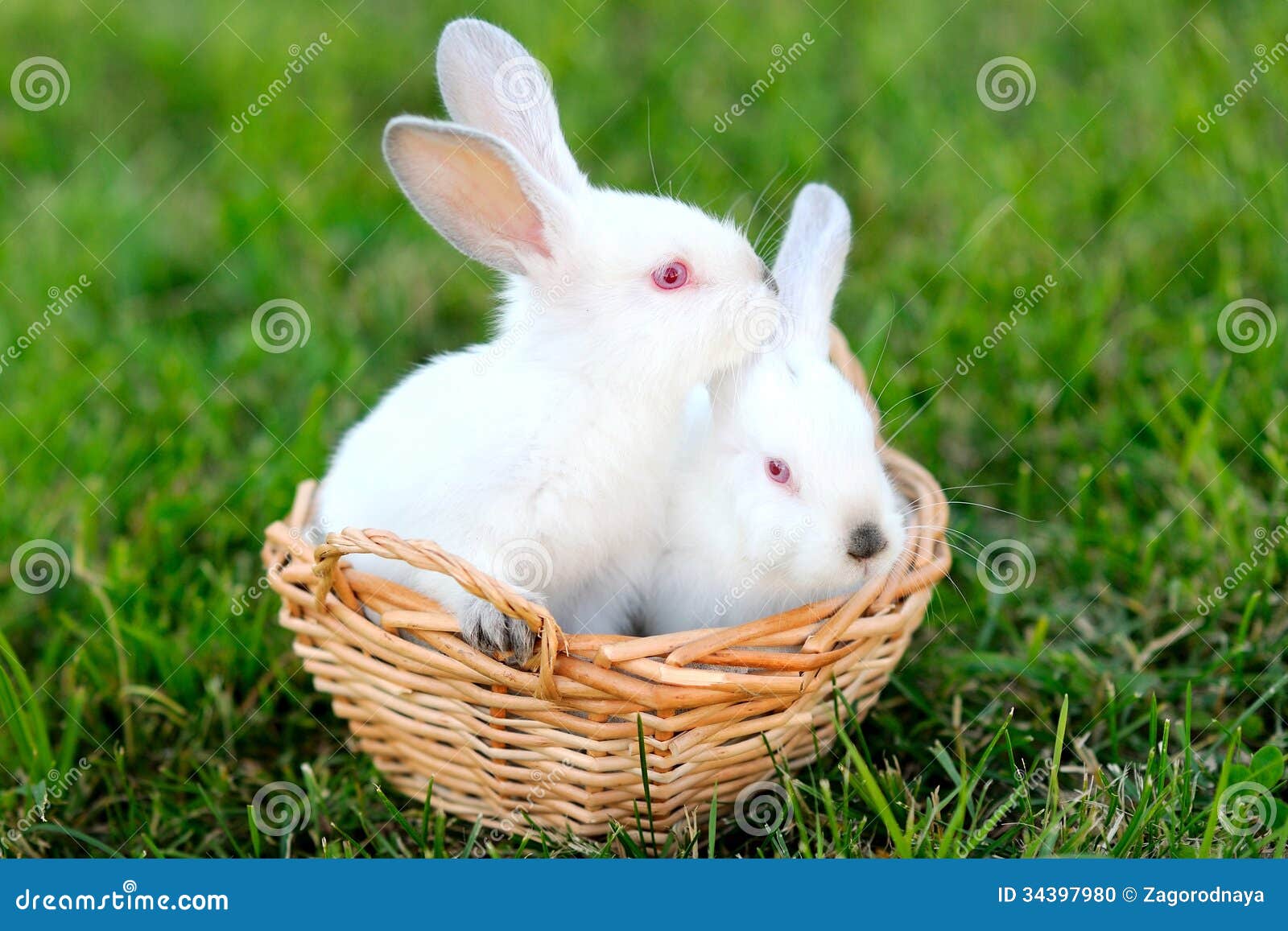 Portrait of Two Young Rabbits Stock Photo - Image of agriculture ...