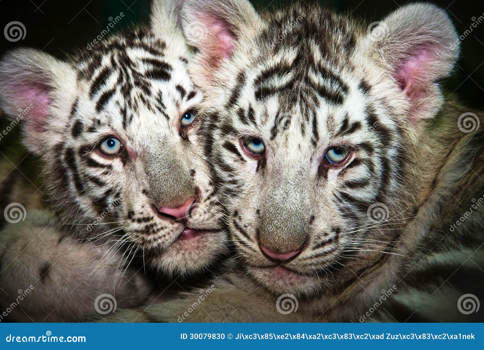 Two young white Tiger stock photo. Image of power, asia - 30079830