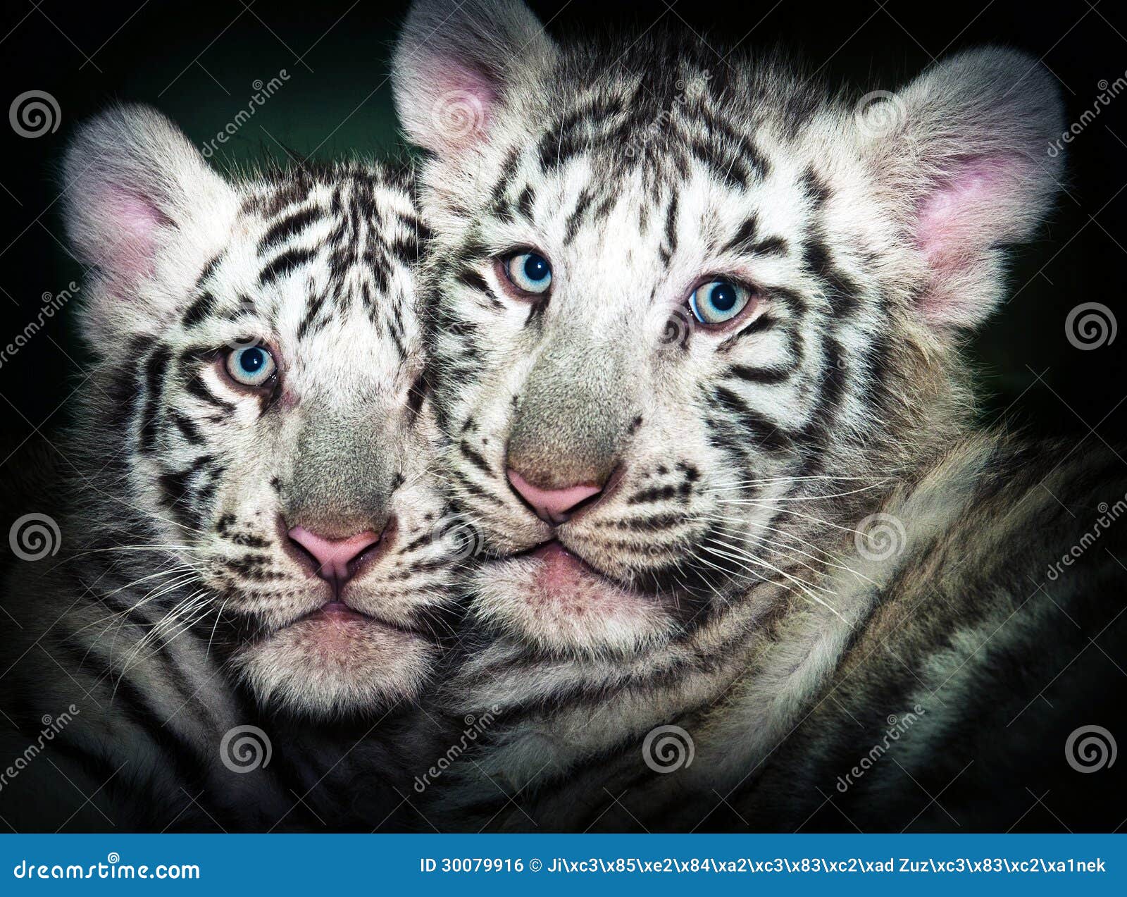 Two young white Tiger stock photo. Image of mammal, indian - 30079916