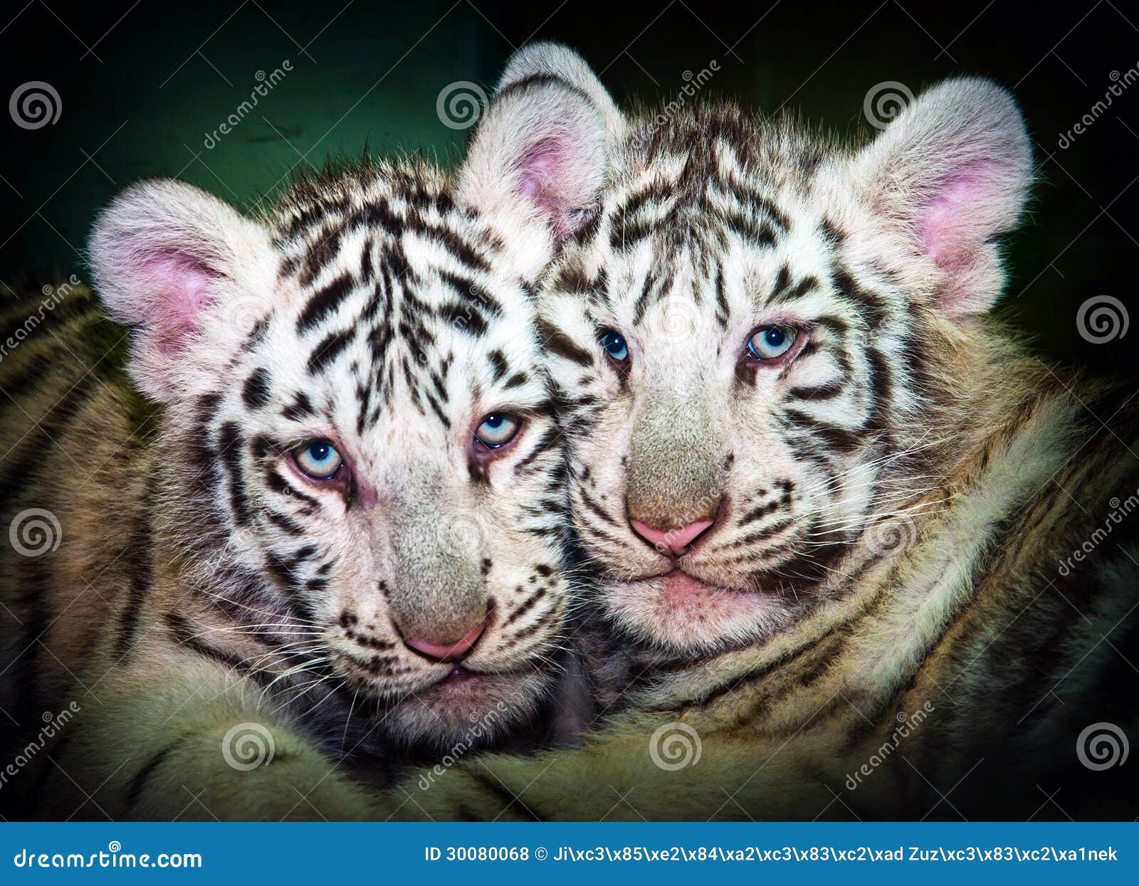 Two young white Tiger stock photo. Image of captivity - 30080068