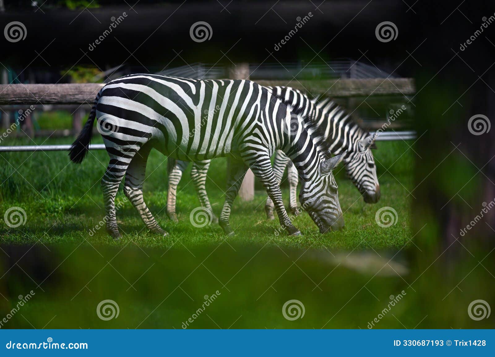 The Portrait of Two Zebraes Stock Image - Image of zebraes, zebra ...