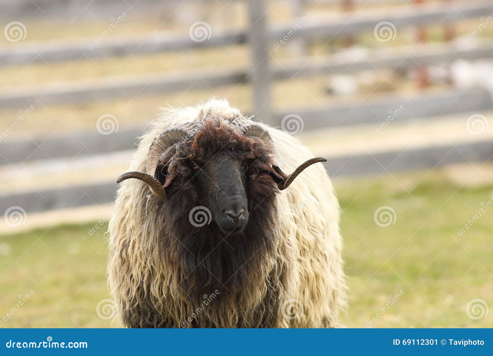 Portrait of ugly big ram stock image. Image of animal - 69112301