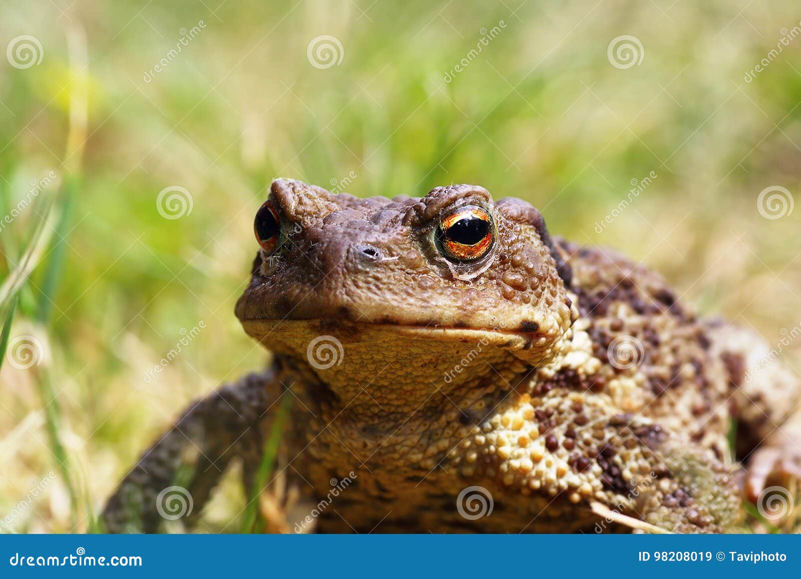 Portrait of ugly toad stock image. Image of european - 98208019