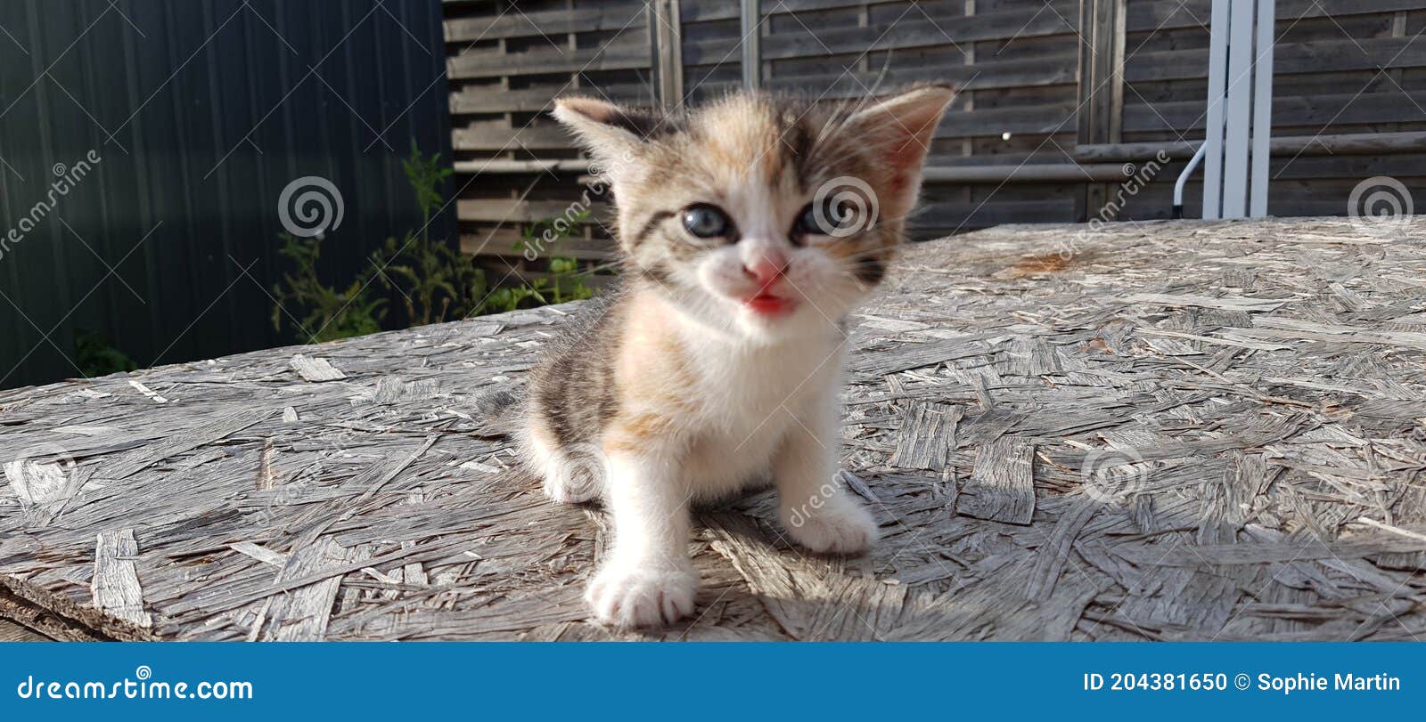 Portrait of an Upset Kitten Stock Photo - Image of nose, whiskers: 204381650