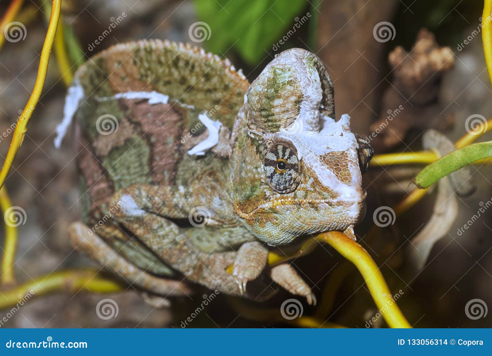 Portrait of Veiled Chameleon Chamaeleo Calyptratus Stock Photo - Image ...