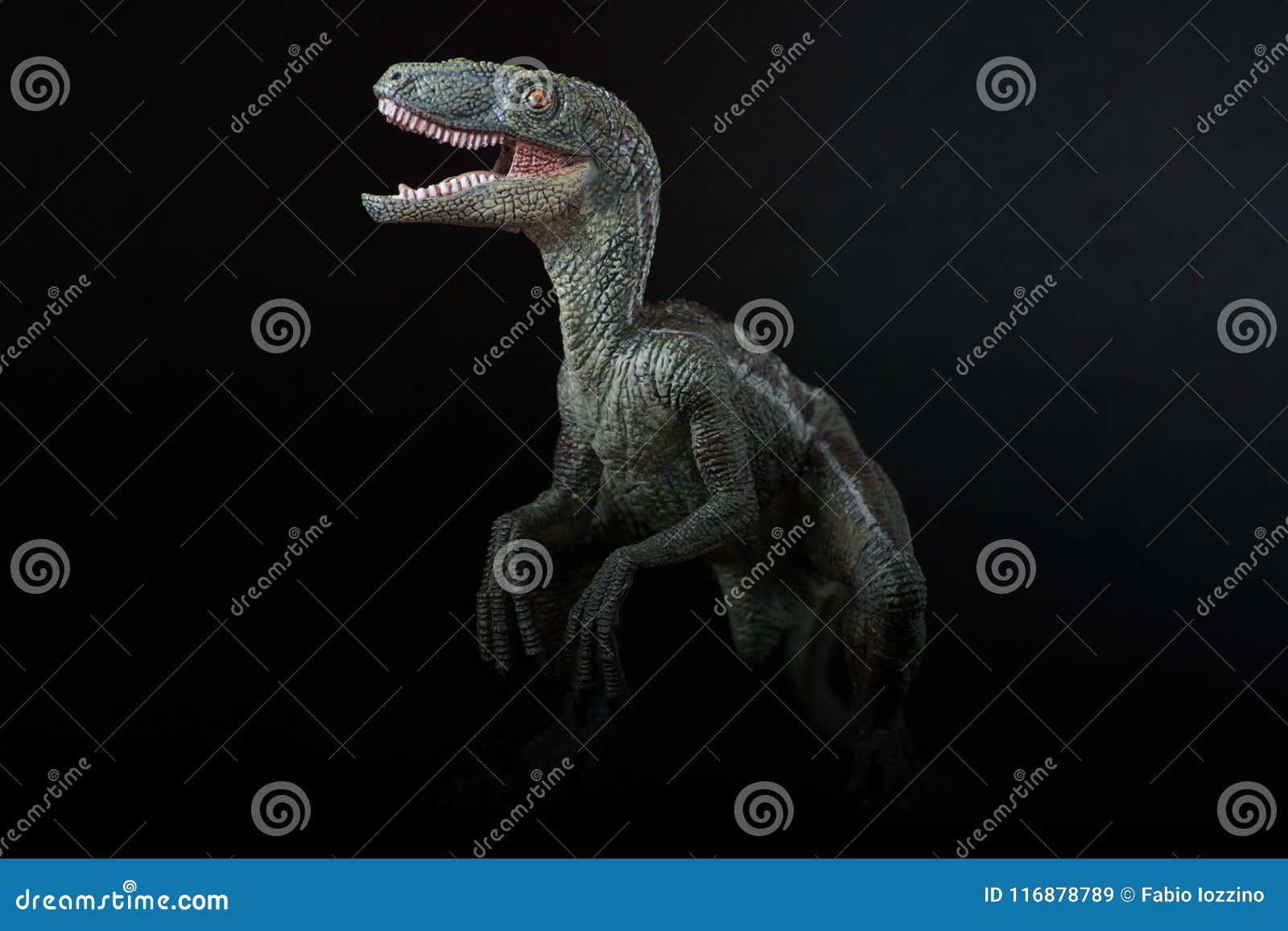 Velociraptor On Black Background Royalty-Free Stock Photo ...
