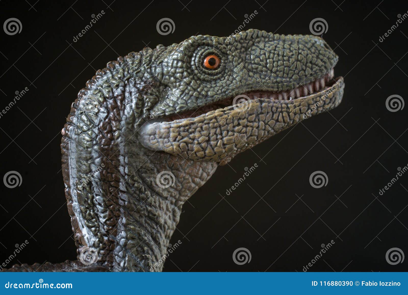 Portrait Of A Velociraptor On Black Background Stock Image ...