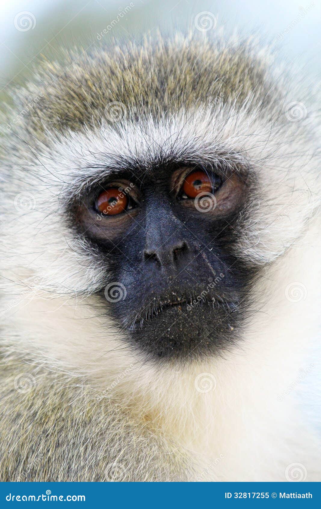 Portrait of a Vervet Monkey Stock Image - Image of nature, chlorocebus ...