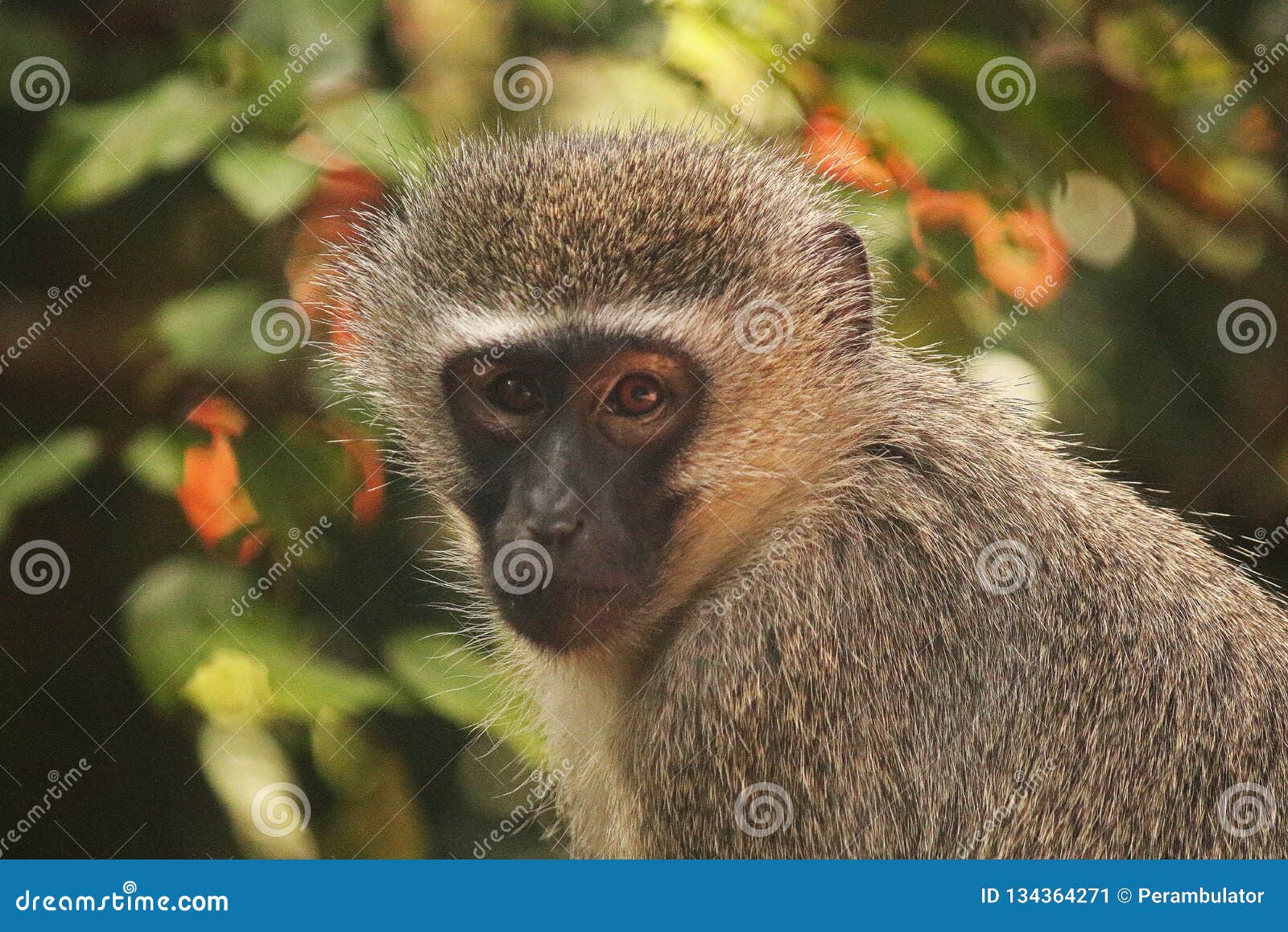 PORTRAIT of VERVET MONKEY stock image. Image of monkey - 134364271