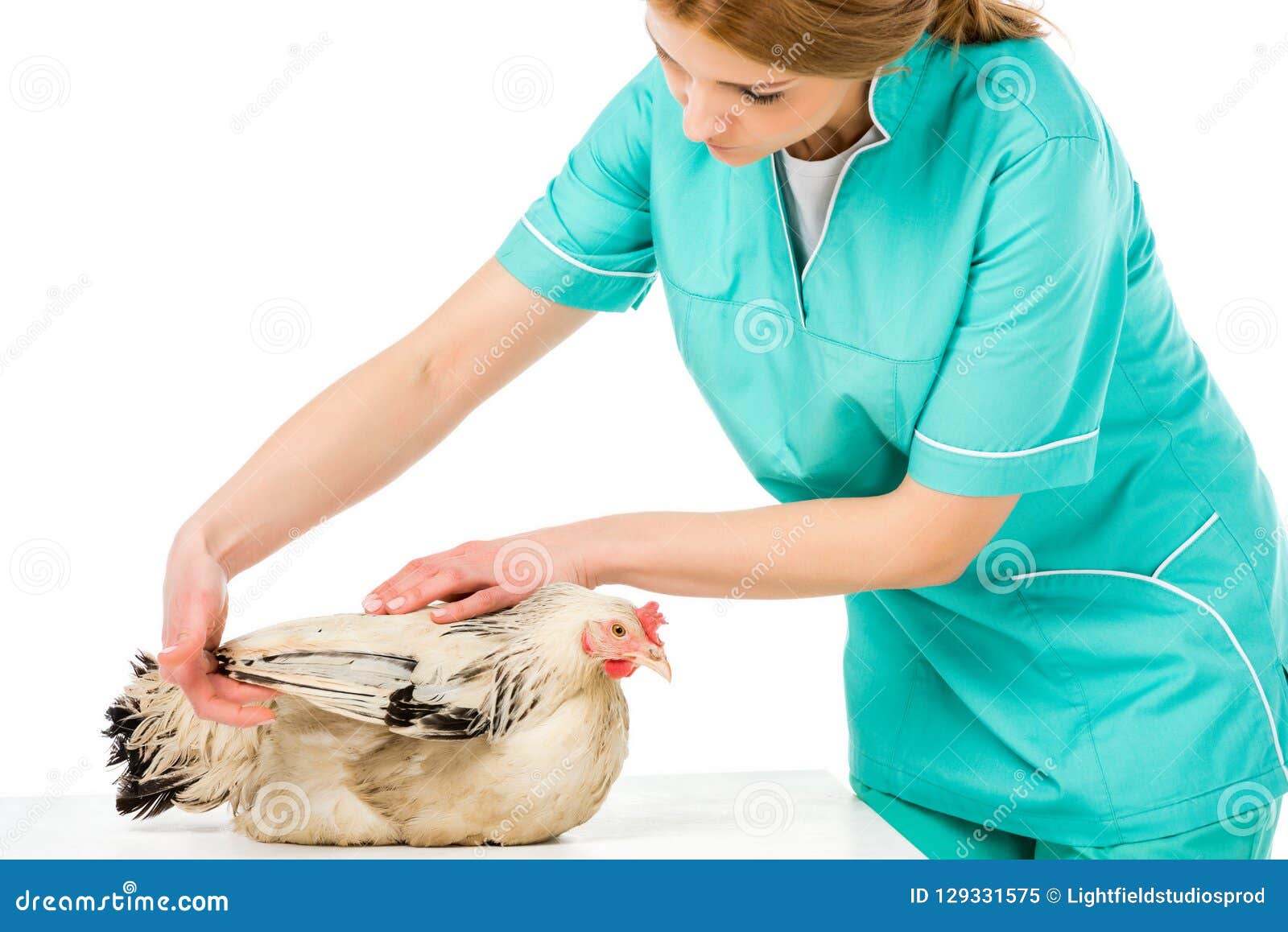 Portrait of Veterinarian Examining Chicken Stock Image - Image of ...