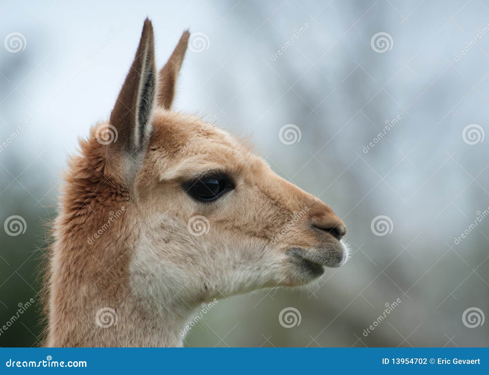 Portrait of a vicuna stock photo. Image of brown, view - 13954702