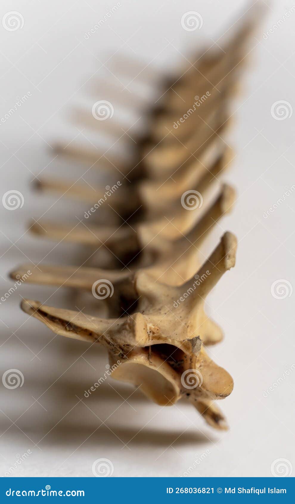 Portrait View Of Cervical Vertebra Is A Part Of Bird Skeletal System ... Portrait View Of Cervical Vertebra Is A Part Of Bird Skeletal System ...