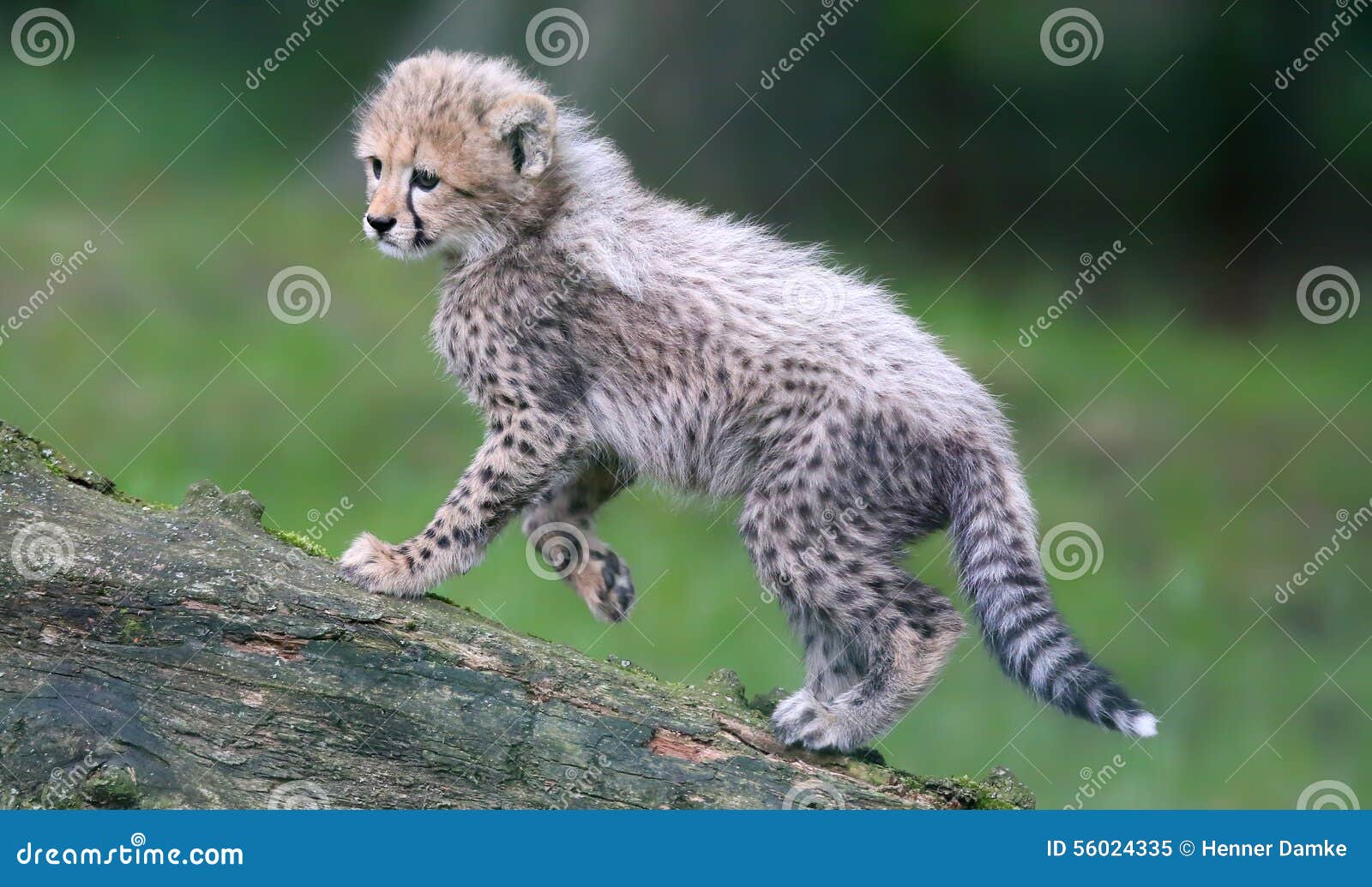 Portrait View Cheetah Cub 04 Stock Image - Image of head, child: 56024335