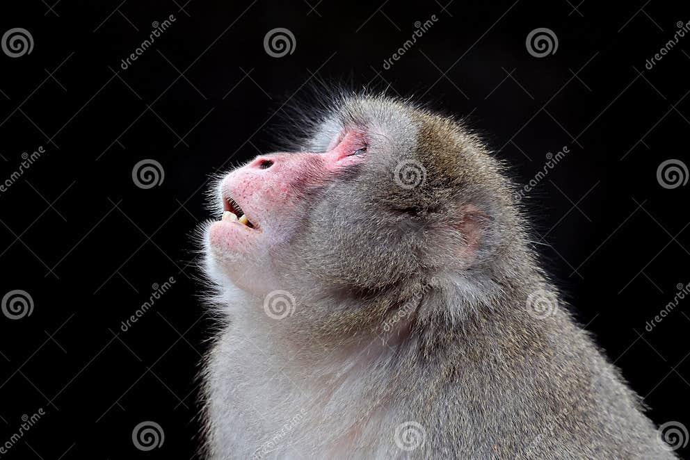 Portrait View of Japanese Macaque Stock Photo - Image of environment ...