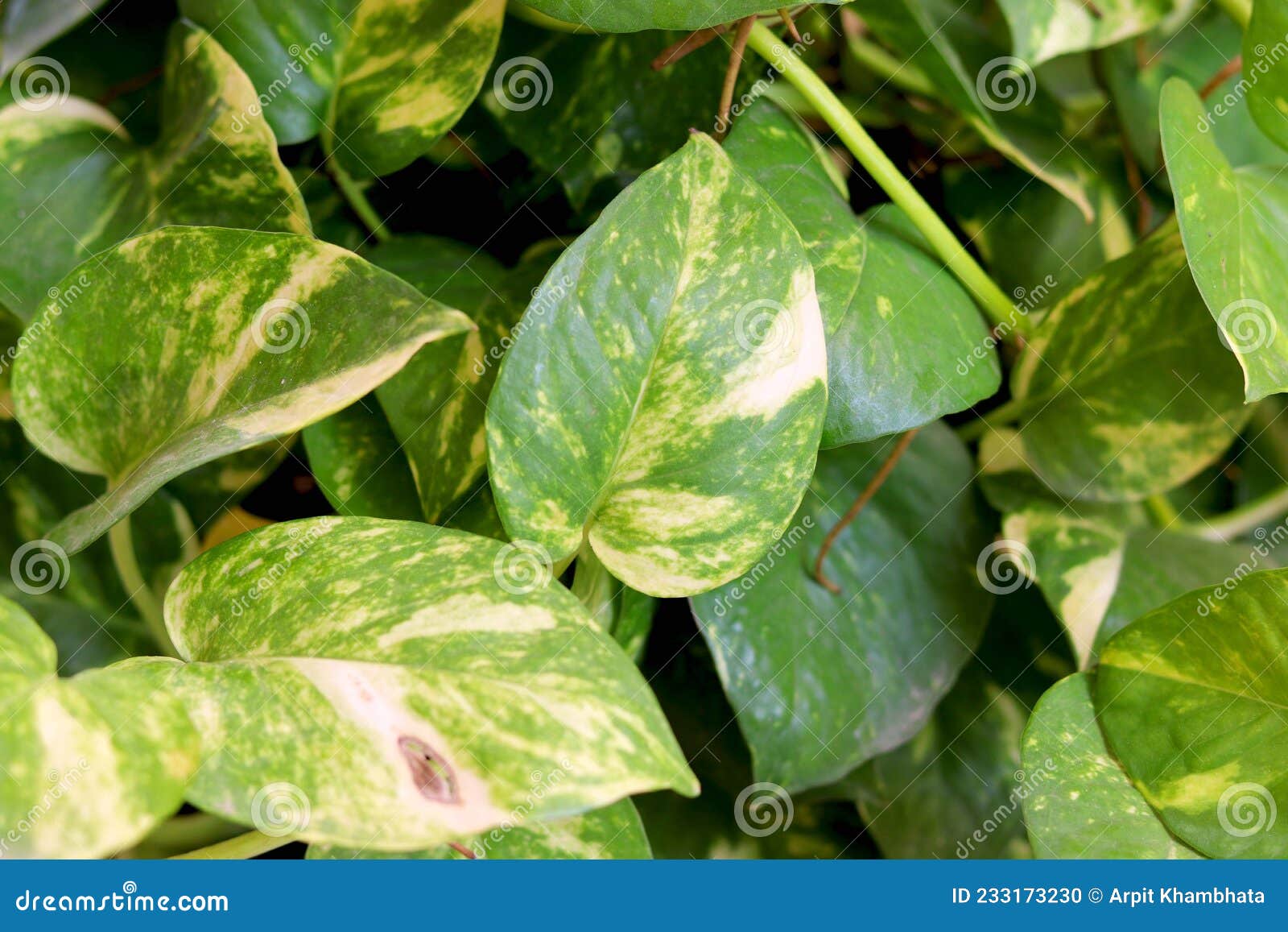Money Plant Leaf Plant - Image Stock Photo - Image of detail, flora ...