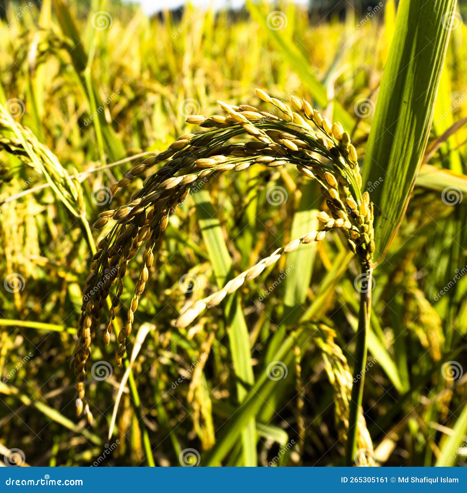 Portrait View Peddy Rice in a Field Stock Image - Image of village ...