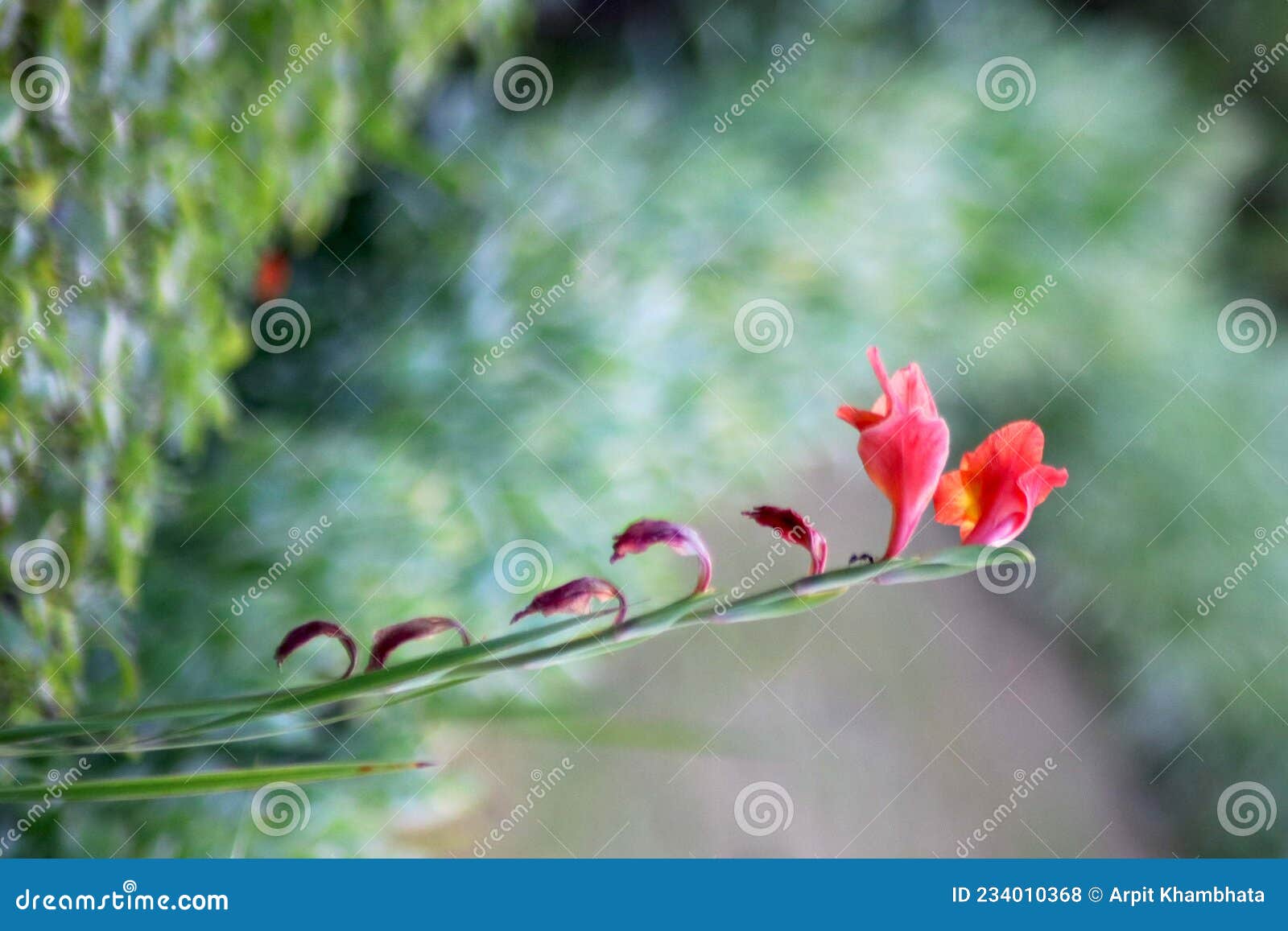 Portrait View of Pink Flower in Garden - Image Stock Photo - Image of ...