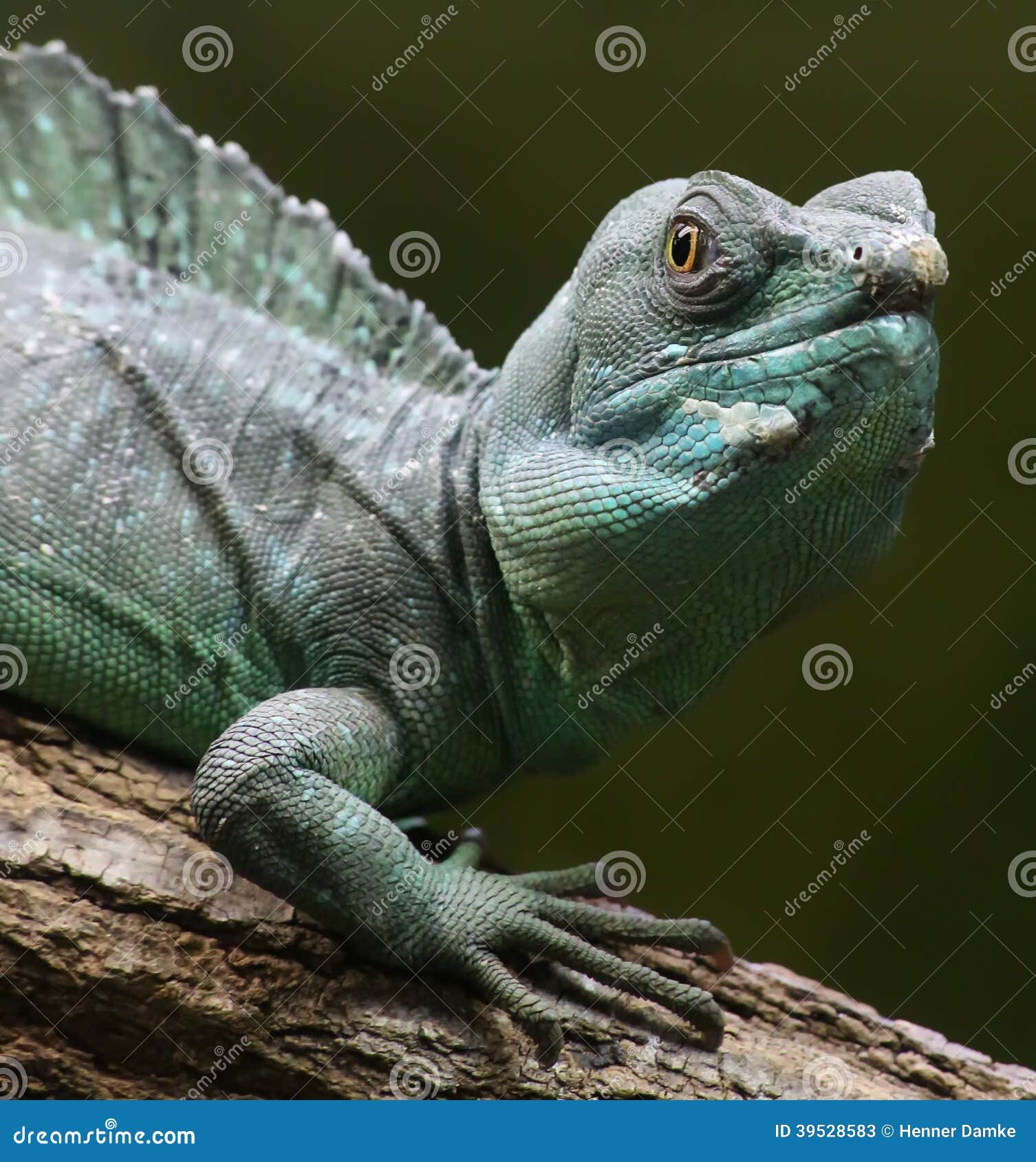 Portrait View of a Plumed Basilisk Stock Image - Image of blooded ...