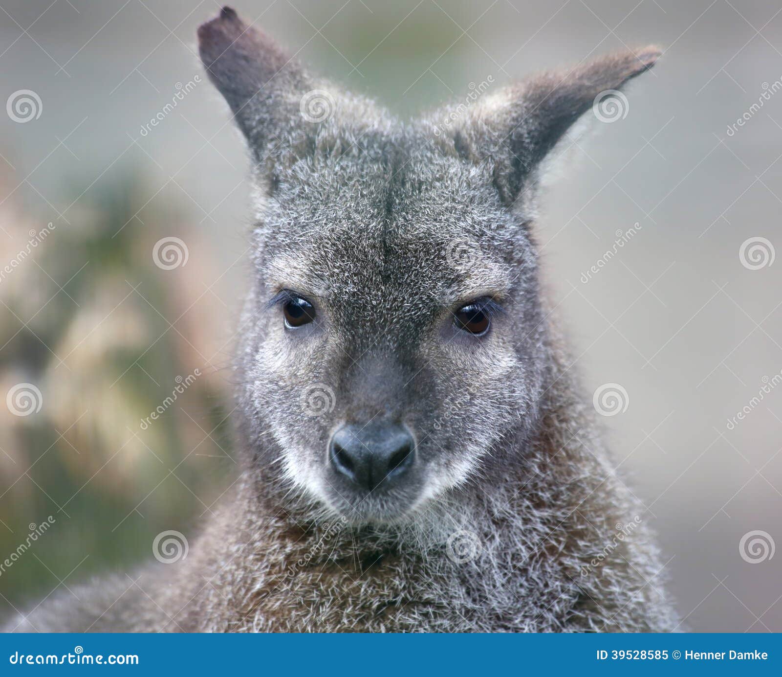 Portrait View of a Red-necked Wallaby Stock Image - Image of macropod ...