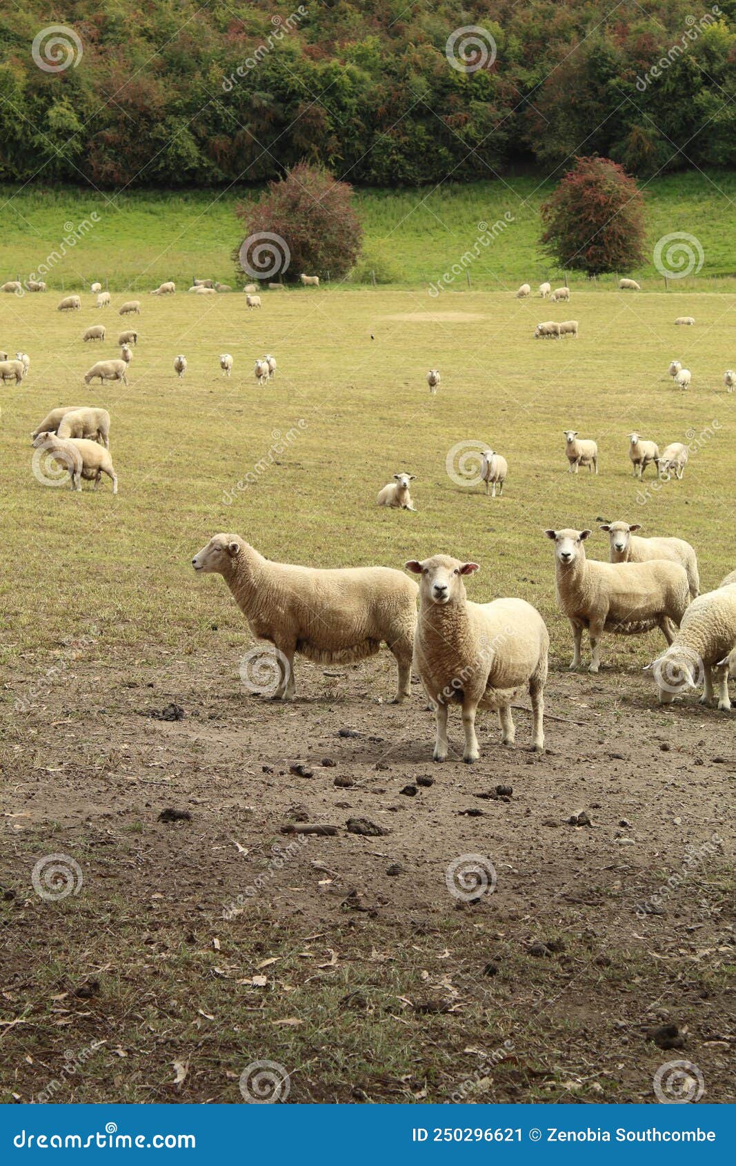 A Portrait View of Sheep in Paddock with Trees in Far Distance. Stock ...