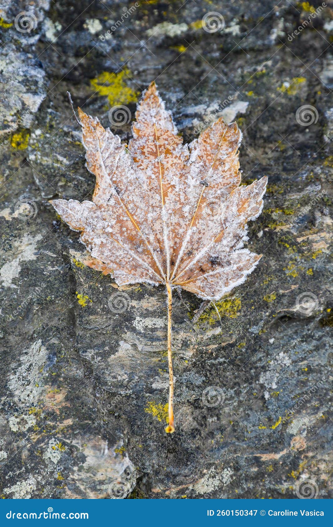 Brown Maple Leaf on a Rock stock image. Image of depth - 260150347