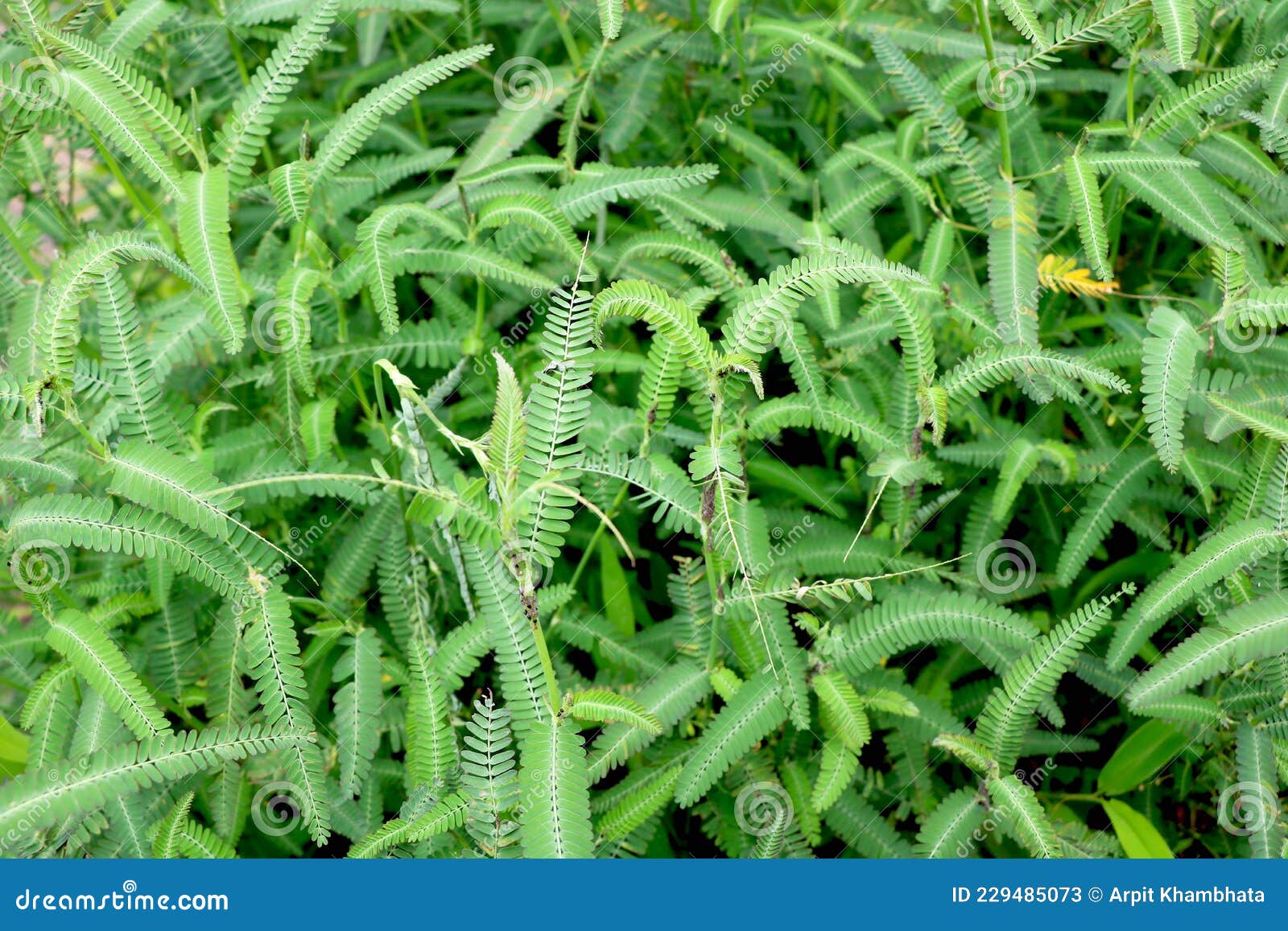 Portrait View of Small Green Leaf Plant Stock Image - Image of tree ...