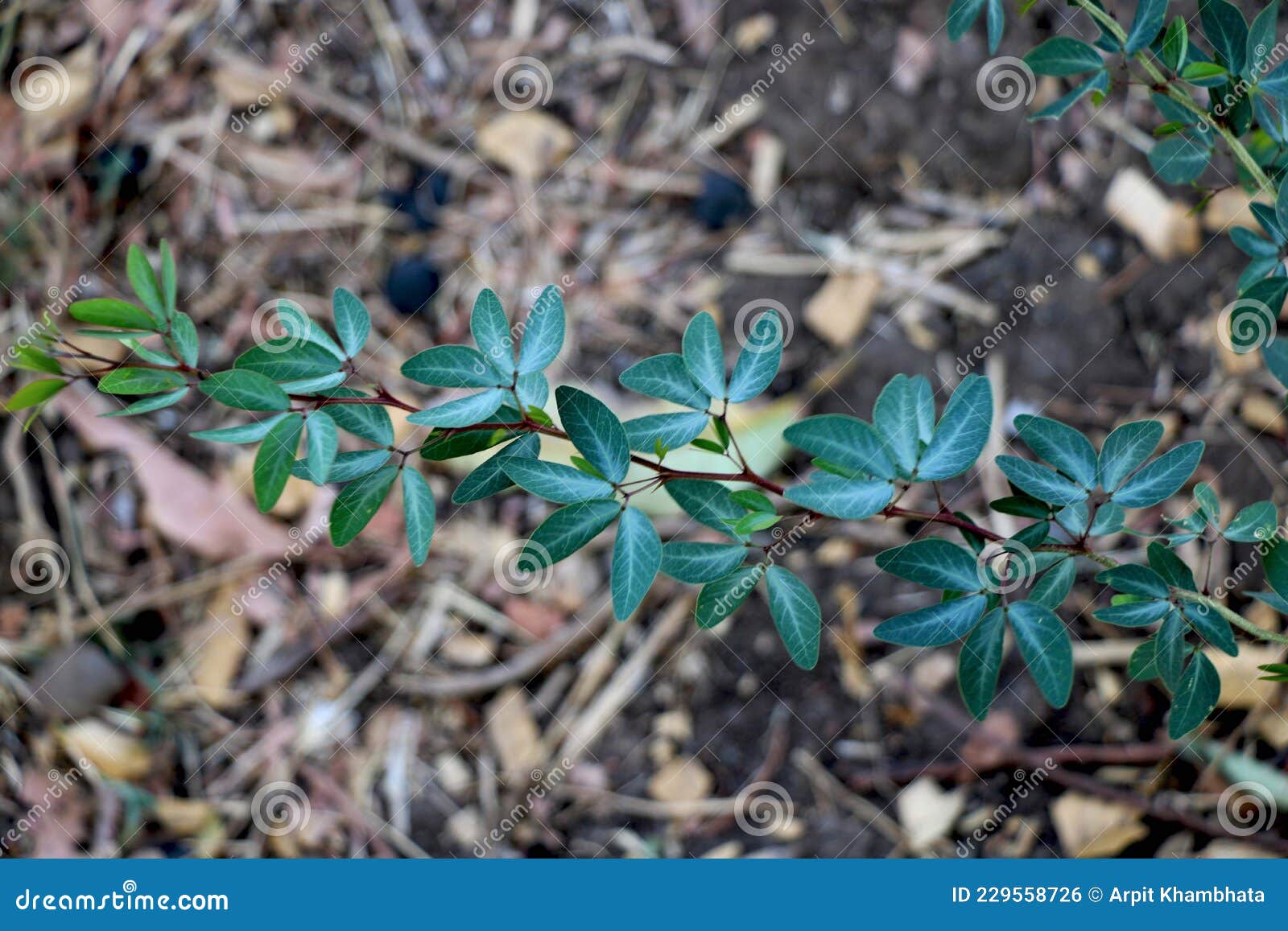 Portrait View of Small Green Leaf Plant Stock Photo - Image of fresh ...