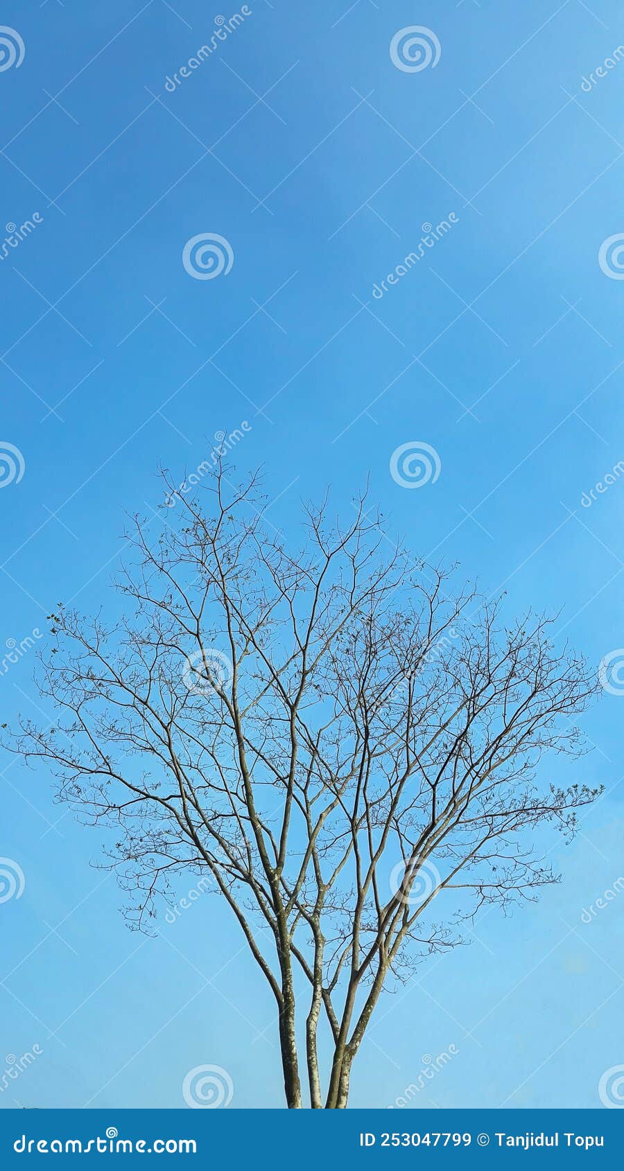 A Portrait View of a Tree in Winer. Stock Image - Image of winer, twig ...