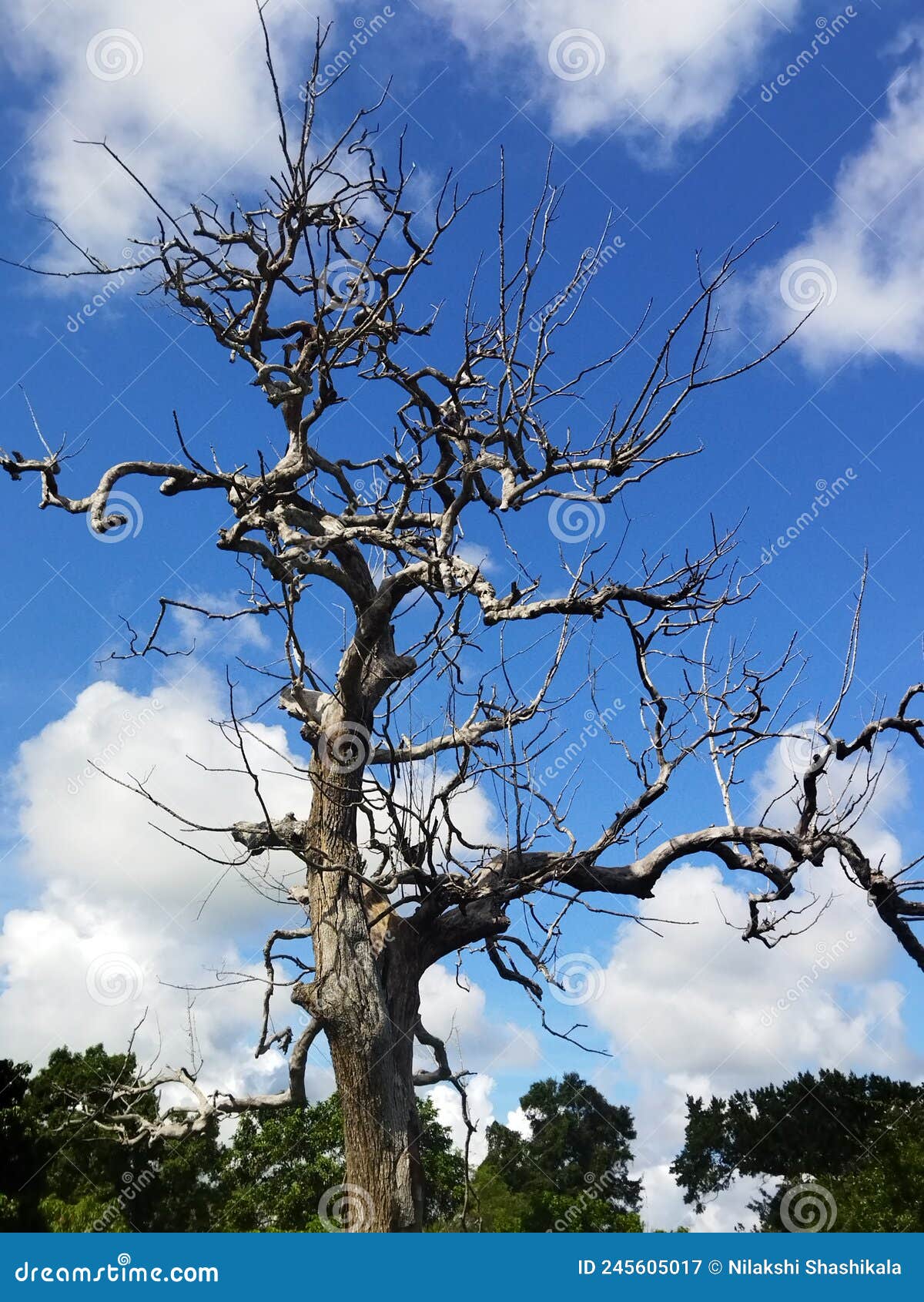 Portrait View of Tumble Down Tree Stock Image - Image of view, snow ...